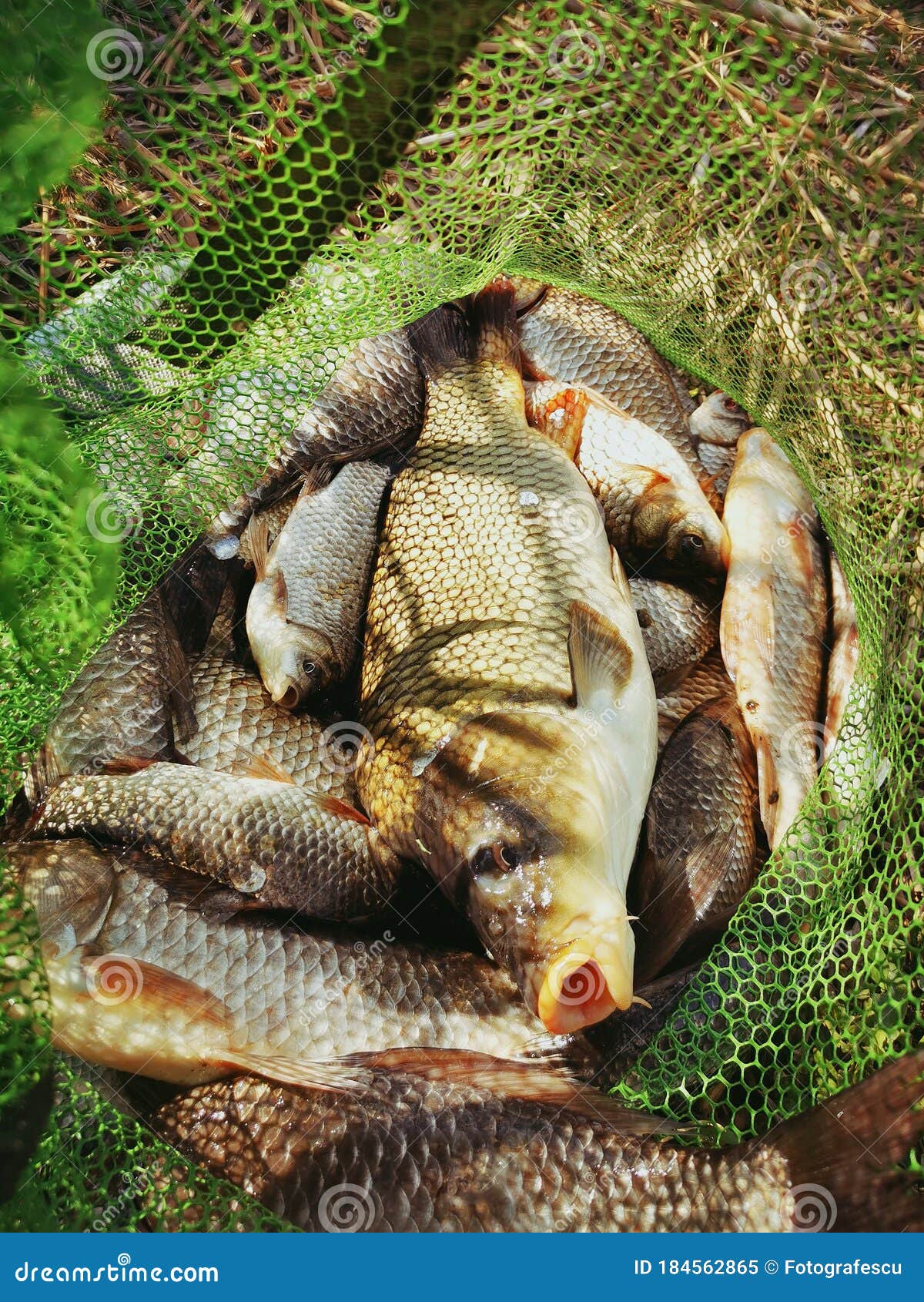 Fish in a net stock image. Image of fish, catch, crucian - 184562865