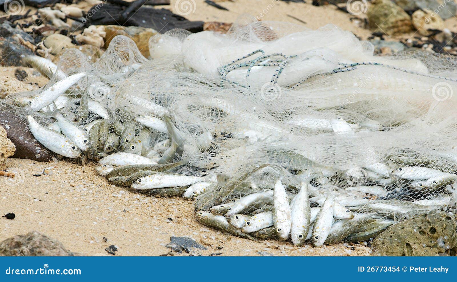 Fish in a net stock photo. Image of tropical, ocean, atlantic - 26773454