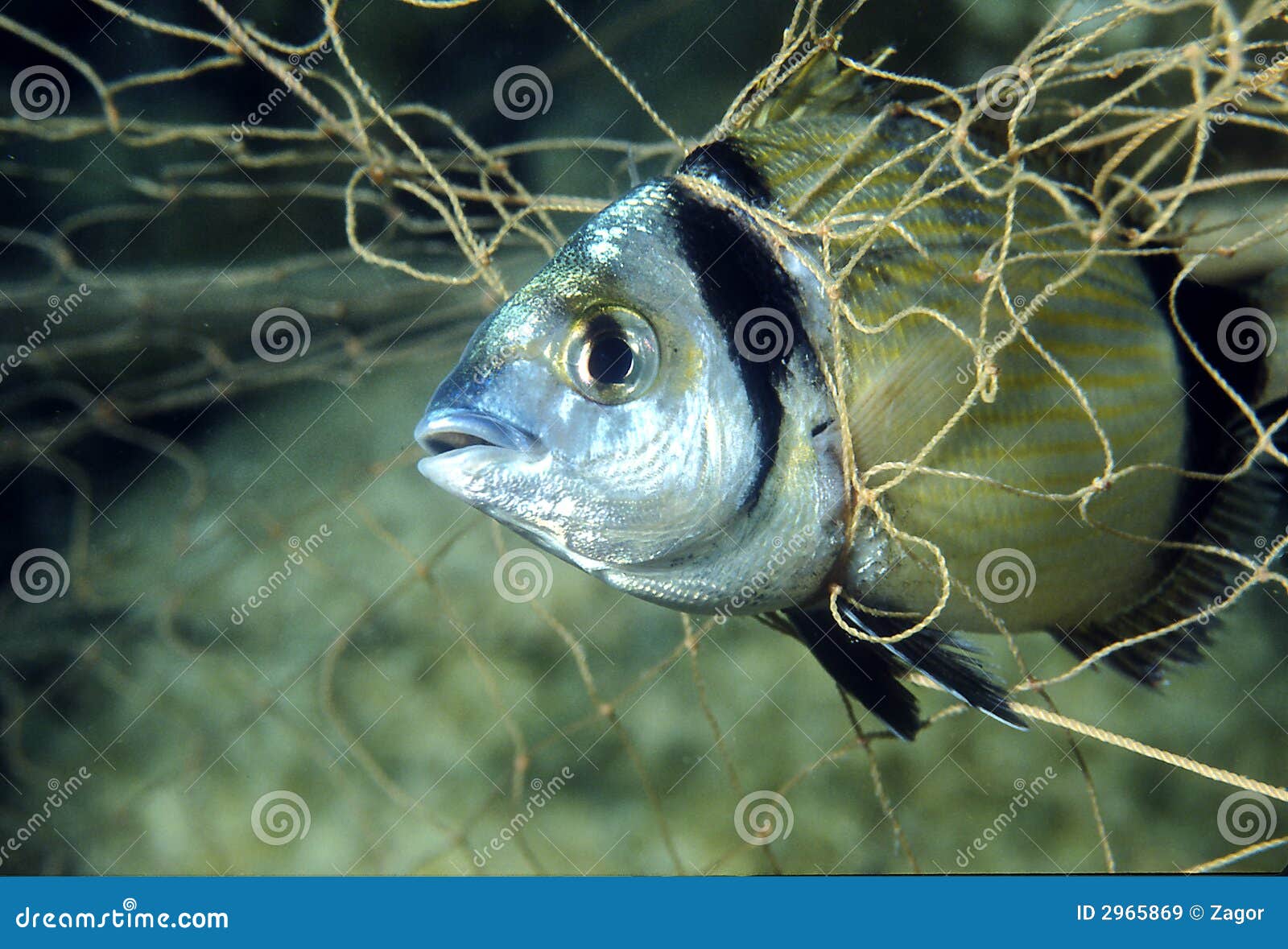 Fish in the net stock image. Image of pacific, blue, outdoor - 2965869