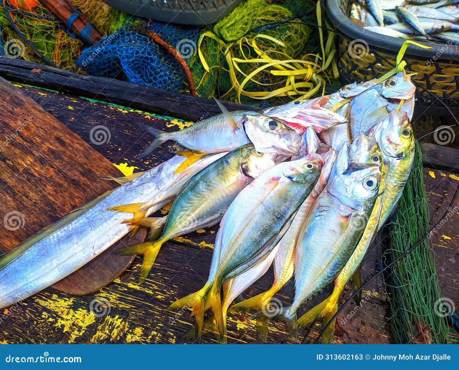 Fish in a net stock image. Image of ocean, rope, fishing - 313602163