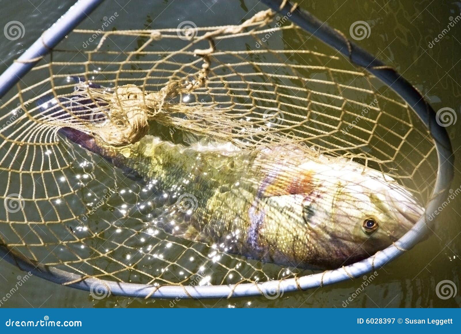 Fish in a Net stock image. Image of eyes, scales, catching - 6028397