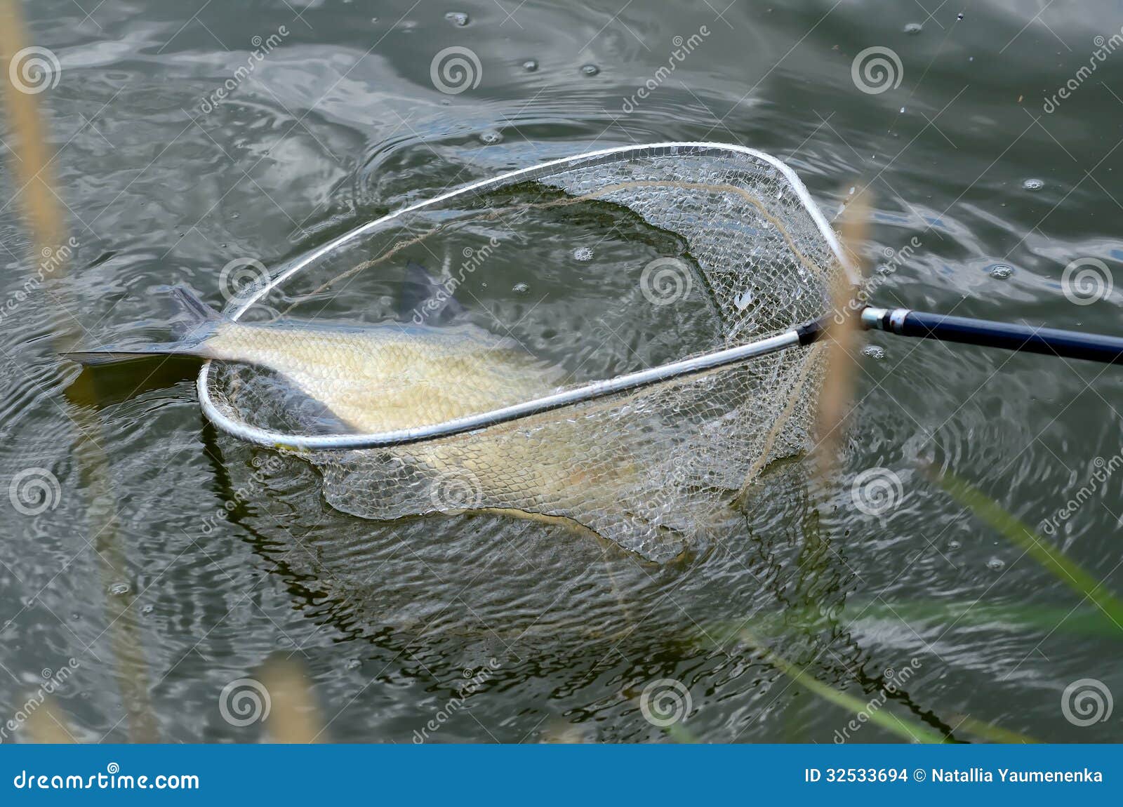 Fish in net stock photo. Image of fishing, rope, netting - 32533694