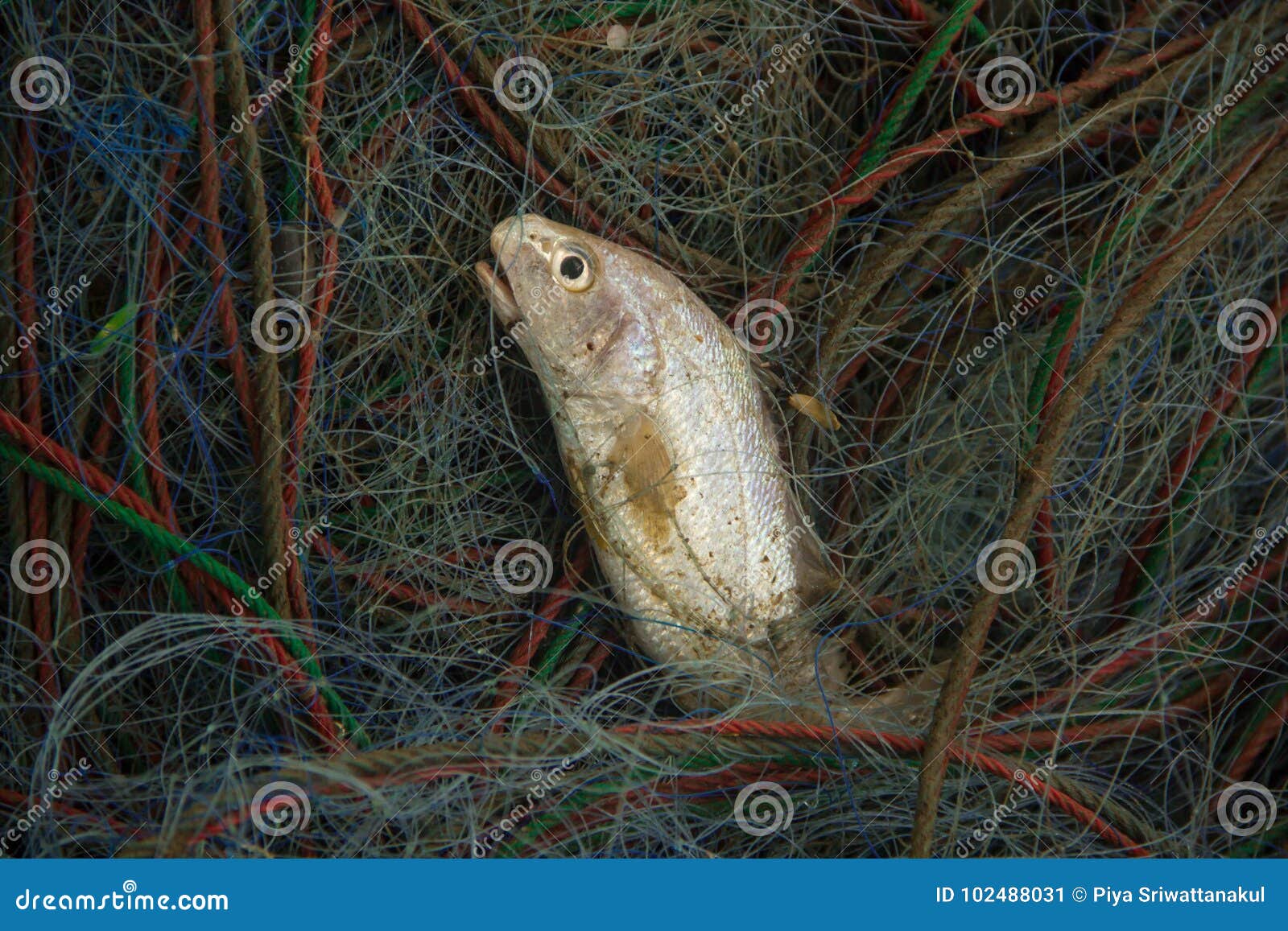 Fish on the net stock image. Image of catch, fish, fisherman - 102488031