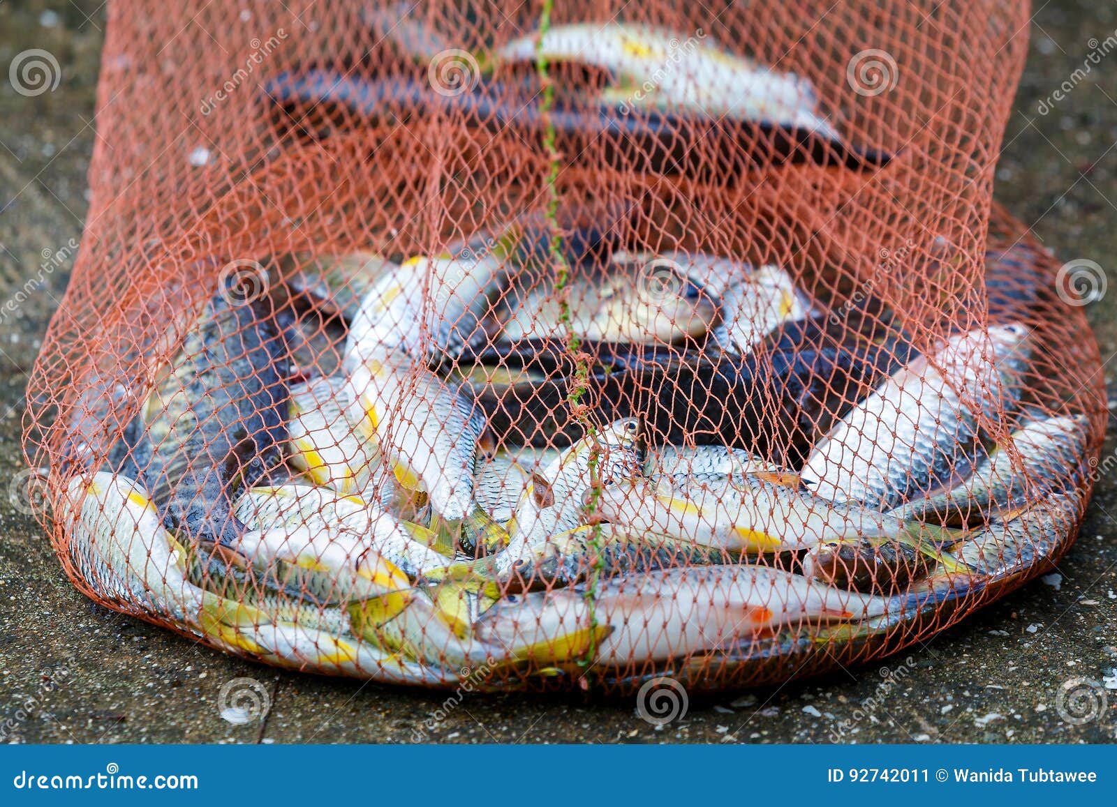 Fish in net ,Fishing net . stock image. Image of lake - 92742011