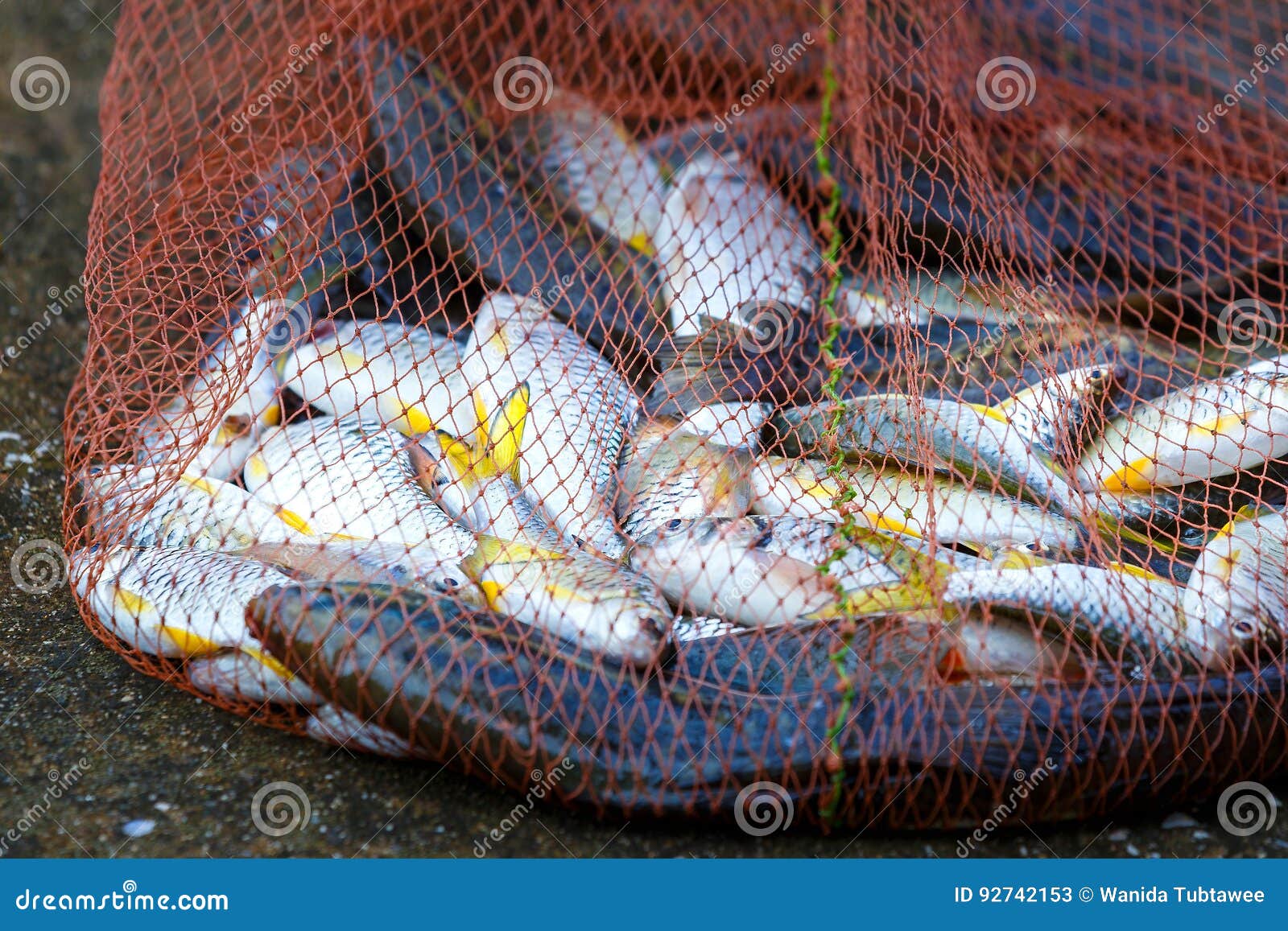 Fish in net ,Fishing net . stock image. Image of network - 92742153