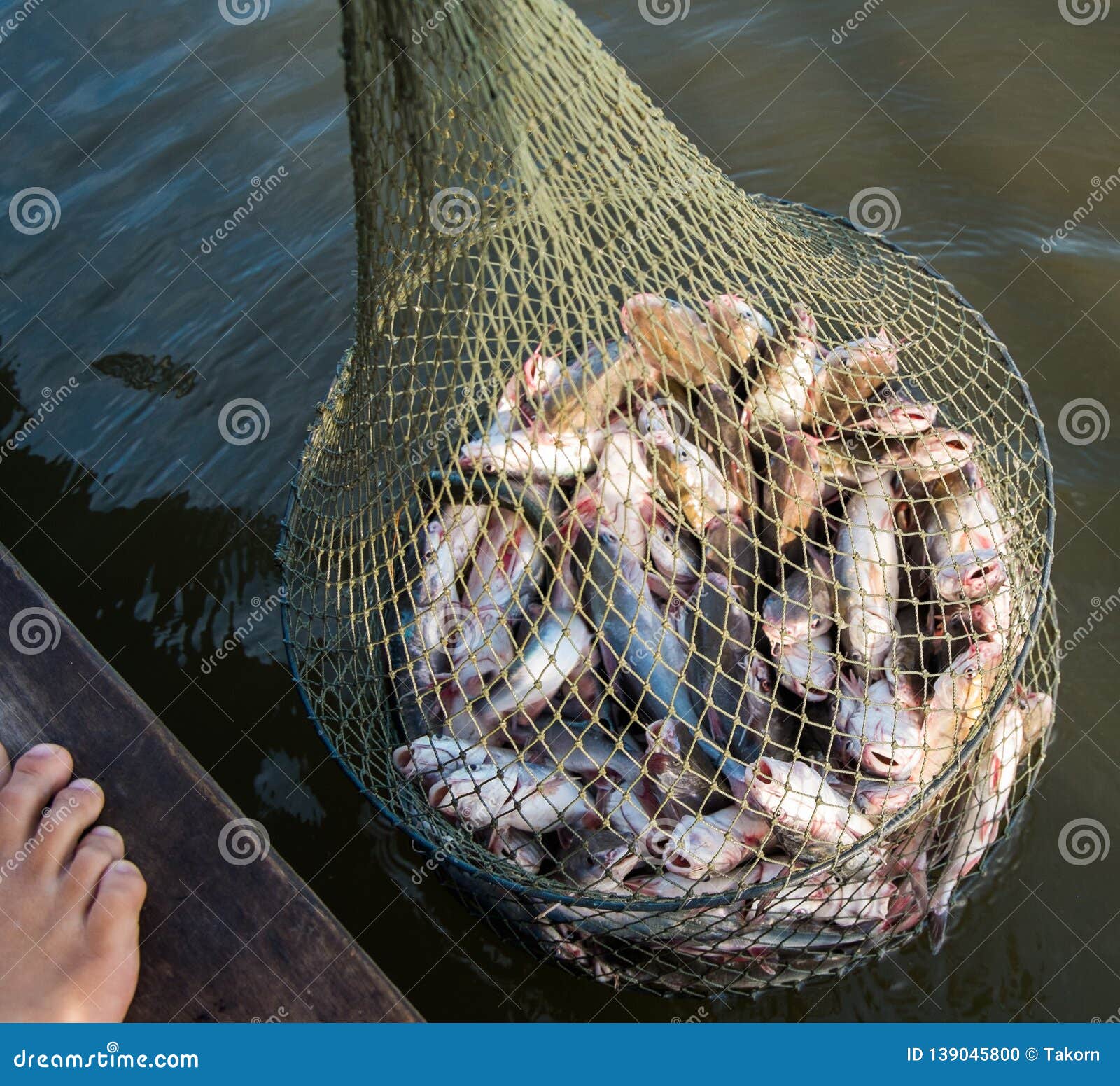 Fish in net stock photo. Image of blue, summer, fish - 139045800