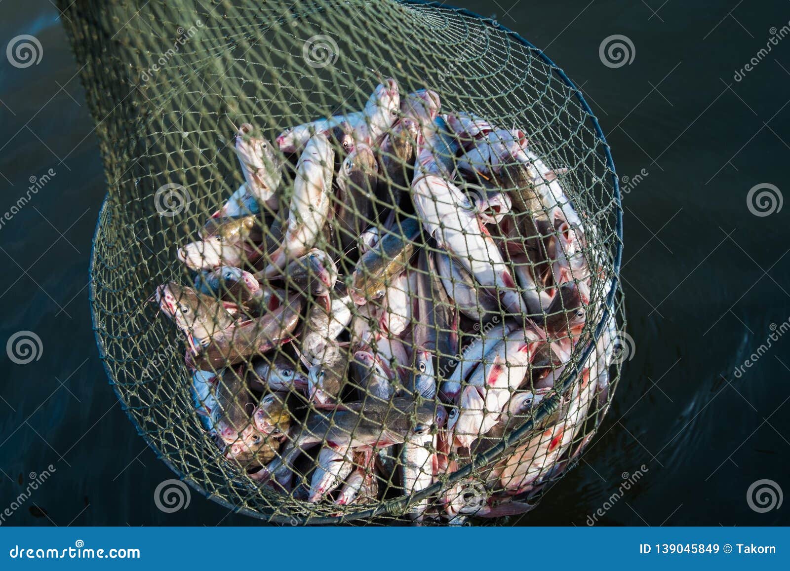 Fish in net stock image. Image of nature, raft, summer - 139045849