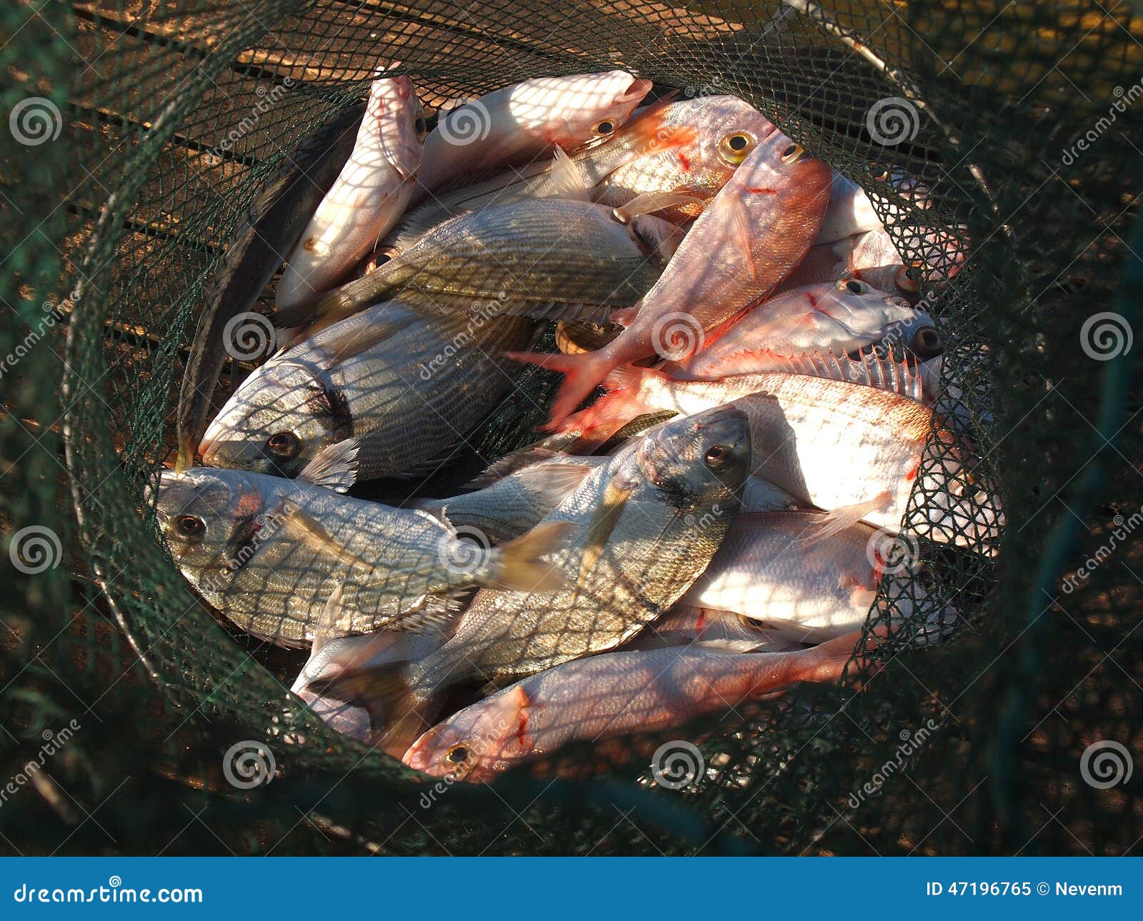 Fish in the net stock image. Image of recreational, fresh - 47196765