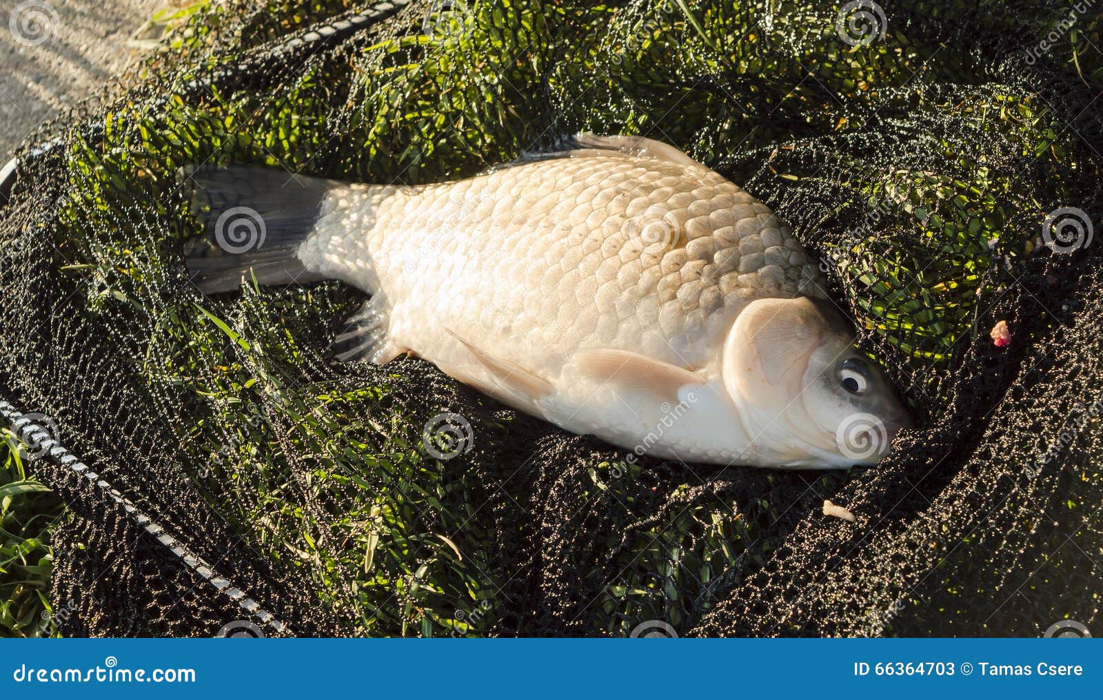 Fish in the net stock image. Image of catch, macro, hand - 66364703