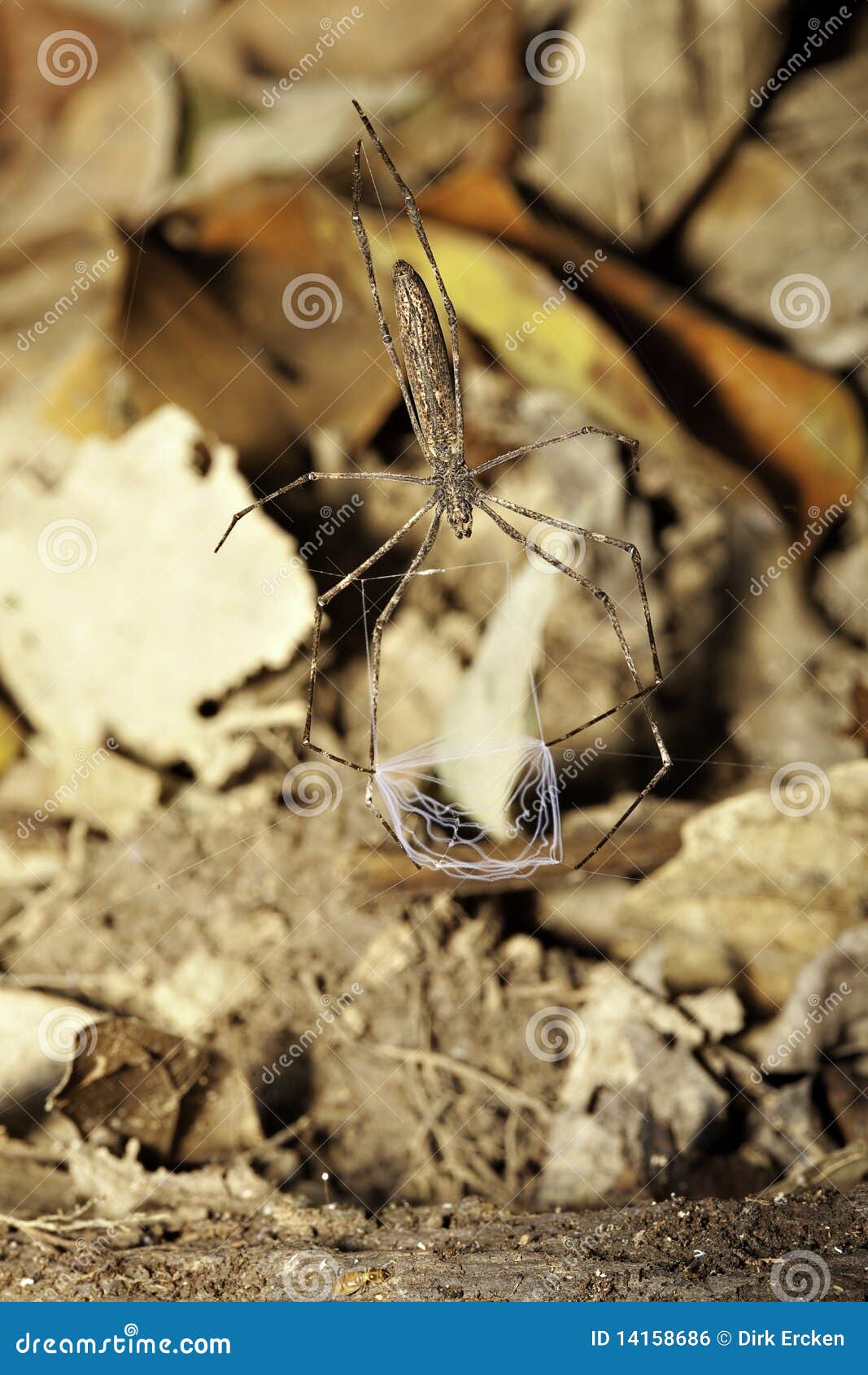 Fish net spider stock photo. Image of predator, wildlife - 14158686