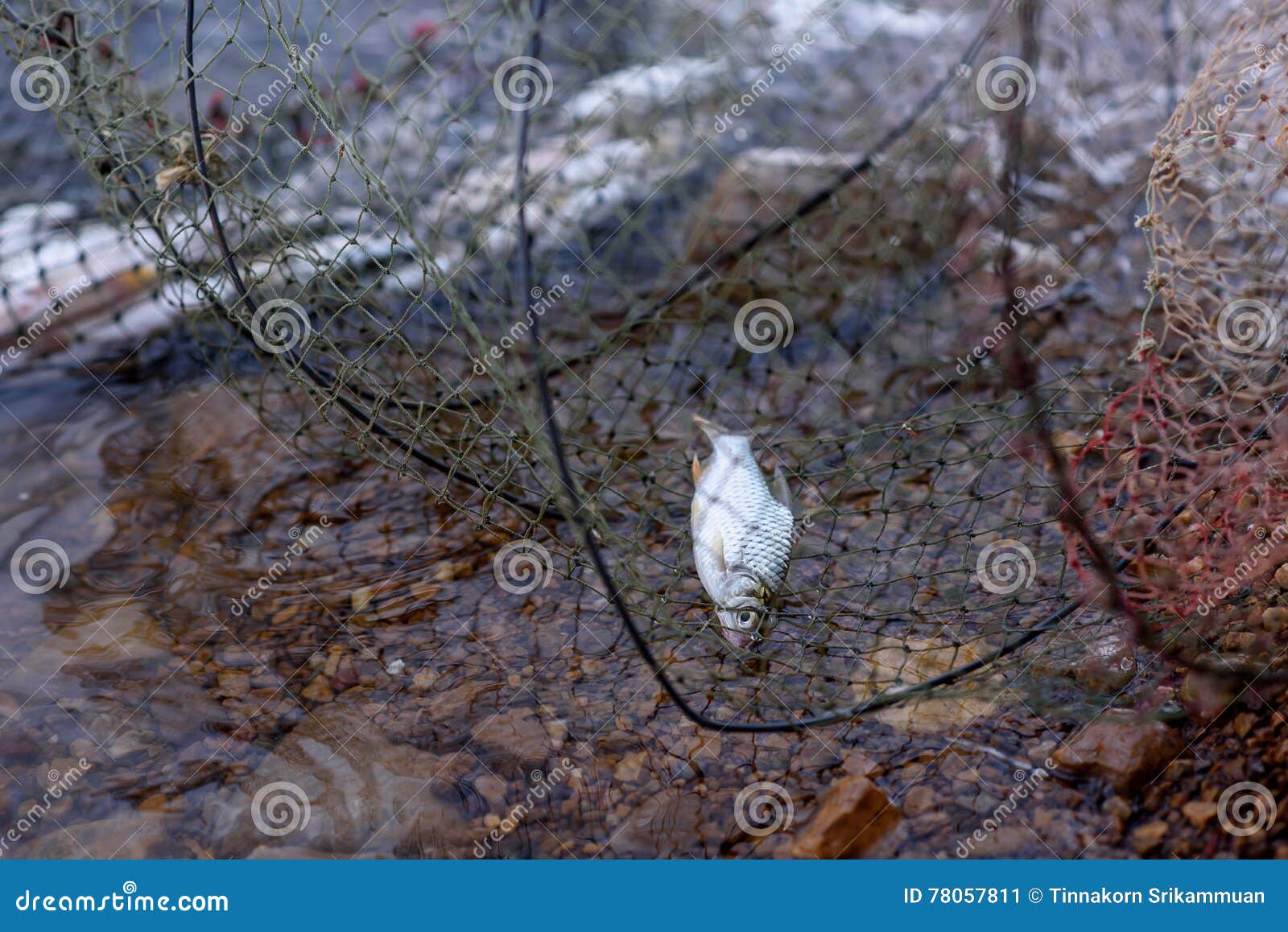 Fish in Net Trapped S Fisherman Stock Image - Image of food, commercial ...