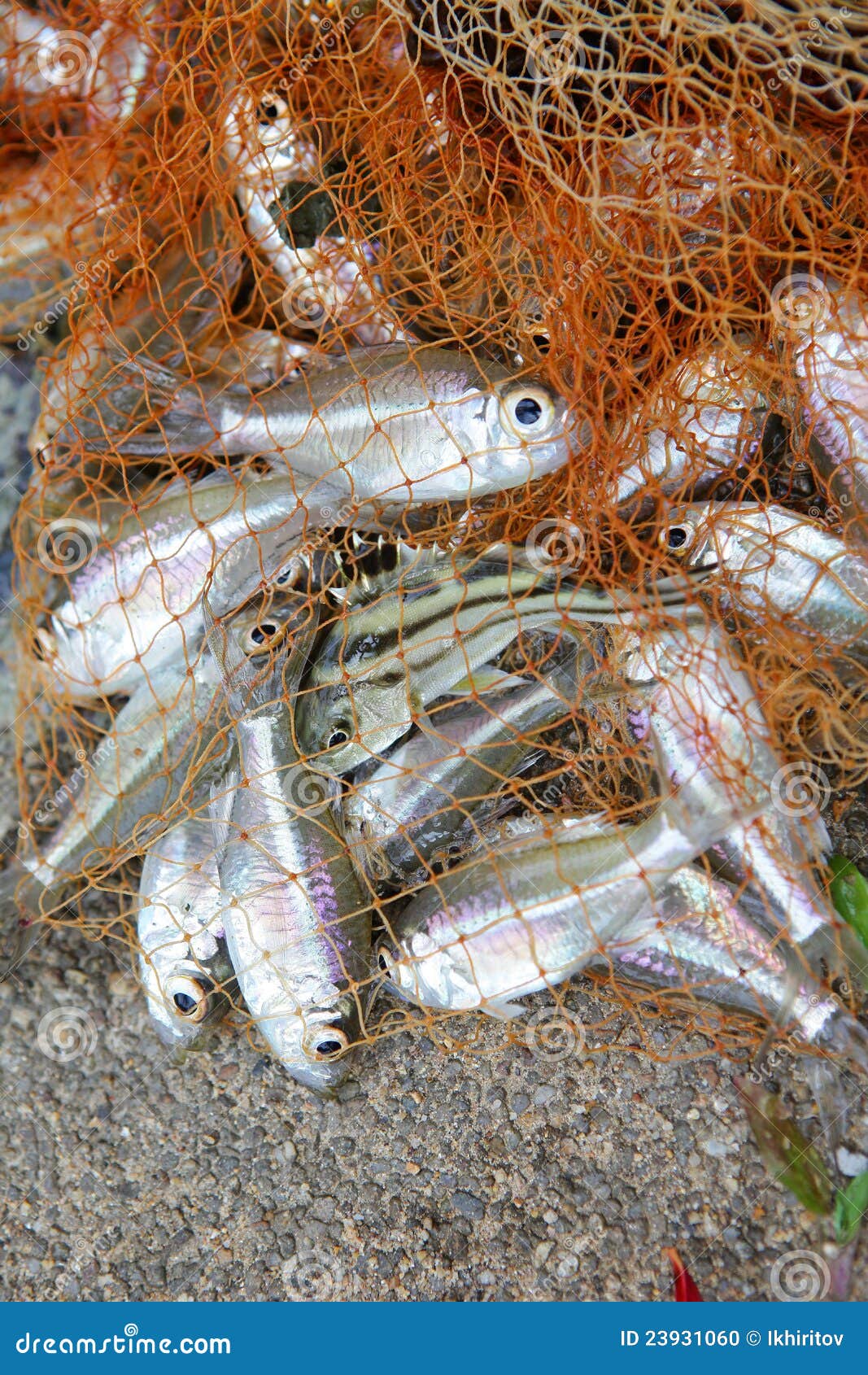 Fish in the nets stock photo. Image of boat, fisherman - 23931060