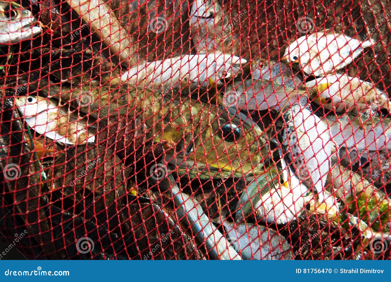 358 Full Nets Fish Stock Photos - Free & Royalty-Free Stock Photos from ...