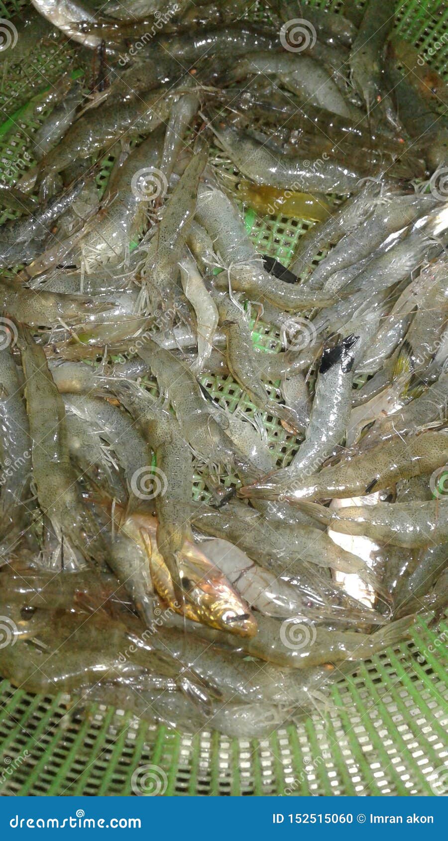 Fish nice picture stock photo. Image of daintier, fish - 152515060