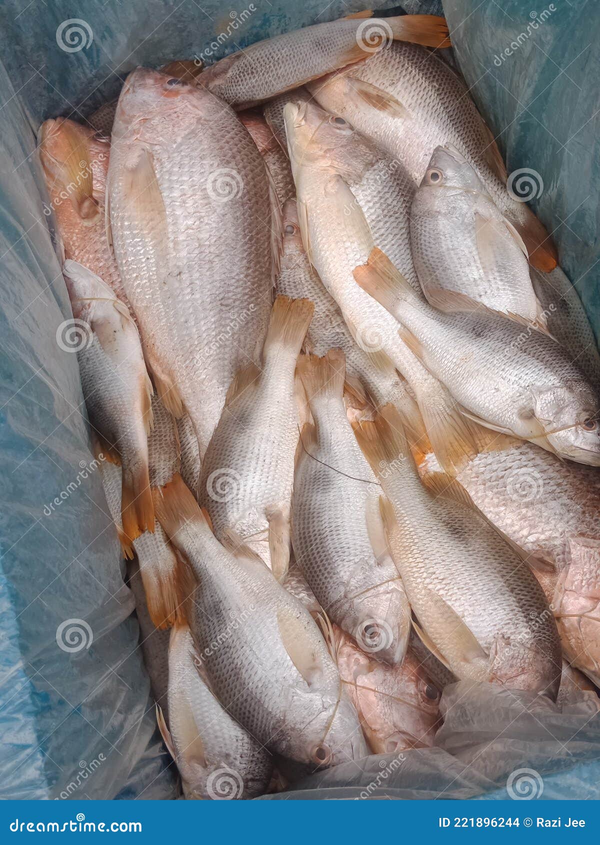 Fish from the ocean stock photo. Image of ocean, fresh - 221896244