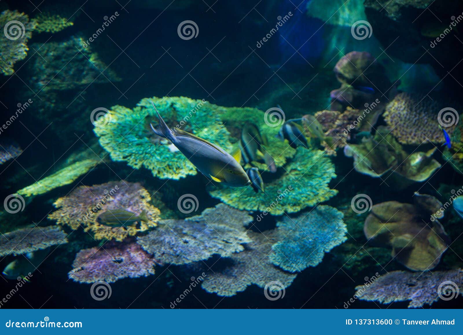 Fish in a Ocean, Beautiful Shoal of Fish in Sea Stock Photo - Image of ...