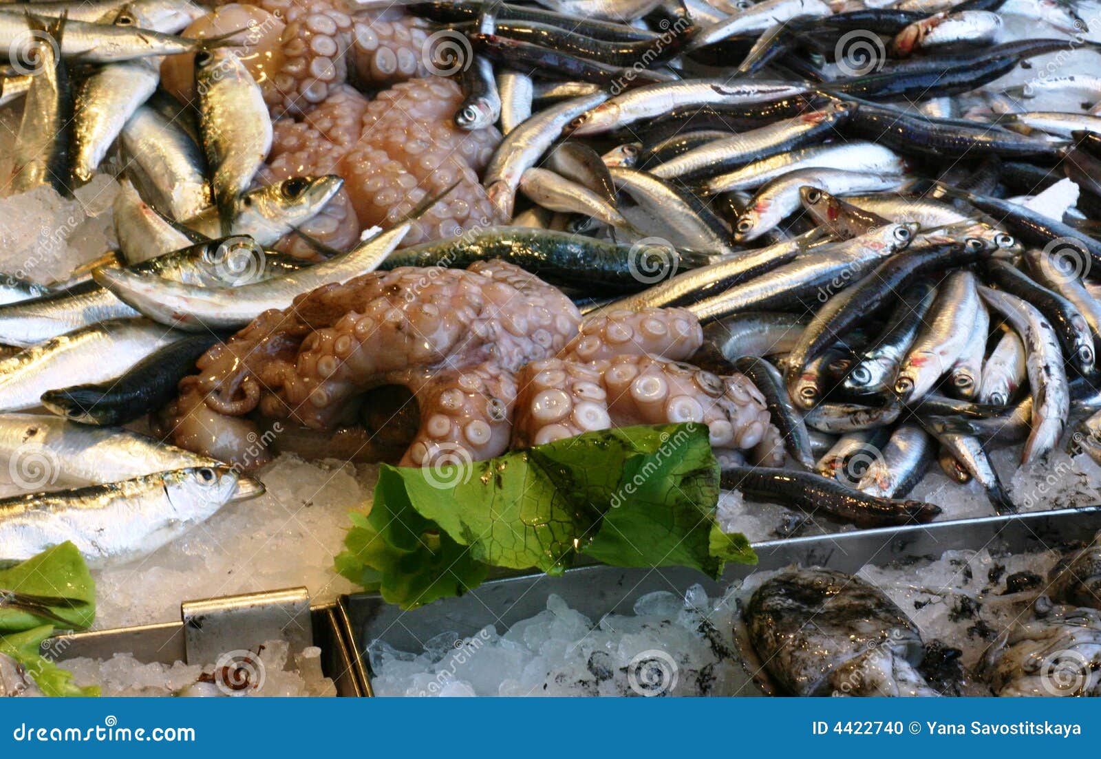 Fish and octopus stock photo. Image of outdoor, travel - 4422740