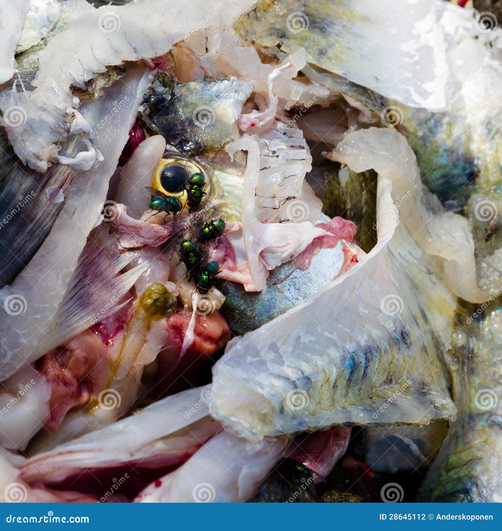 Fish offal stock photo. Image of stinky, nature, catch - 28645112