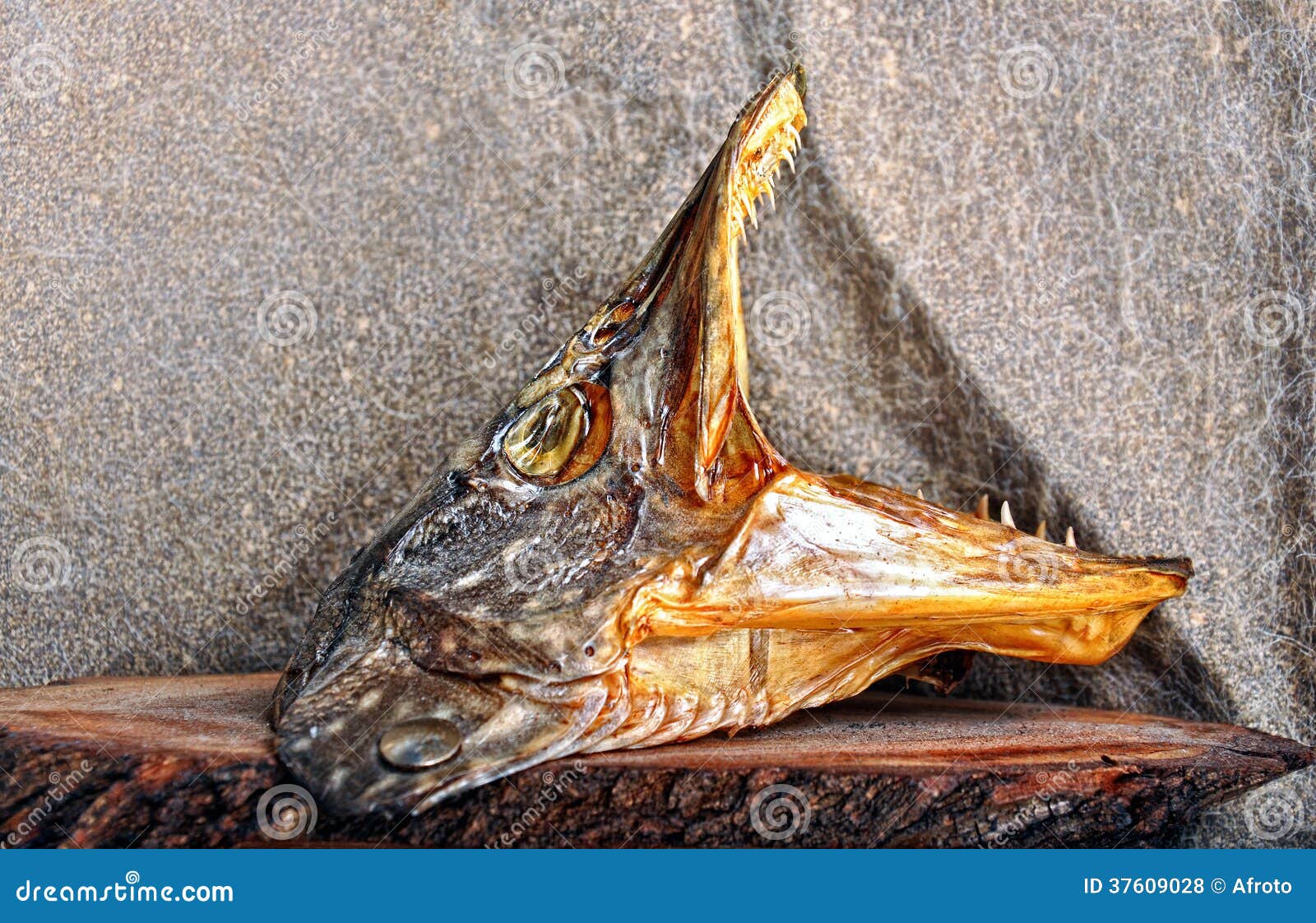 Fish with open jaws stock photo. Image of opened, closeup - 37609028