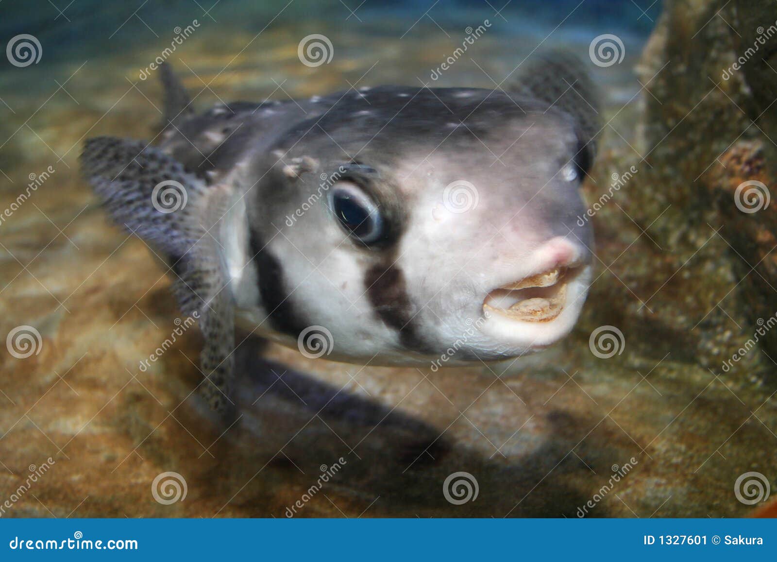 Fish with Open Mouth stock image. Image of fishes, underwater - 1327601