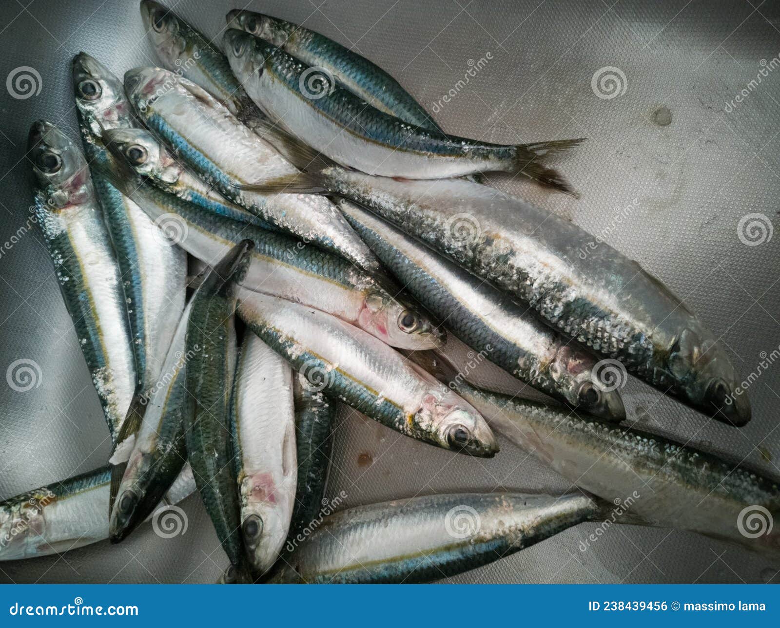 Fish in open seamarket stock photo. Image of lampuka - 238439456