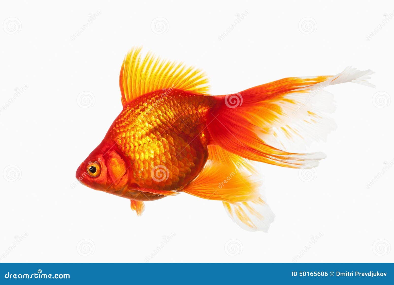 Fish. Orange Gold Fish Isolated on White Background Stock Photo - Image ...