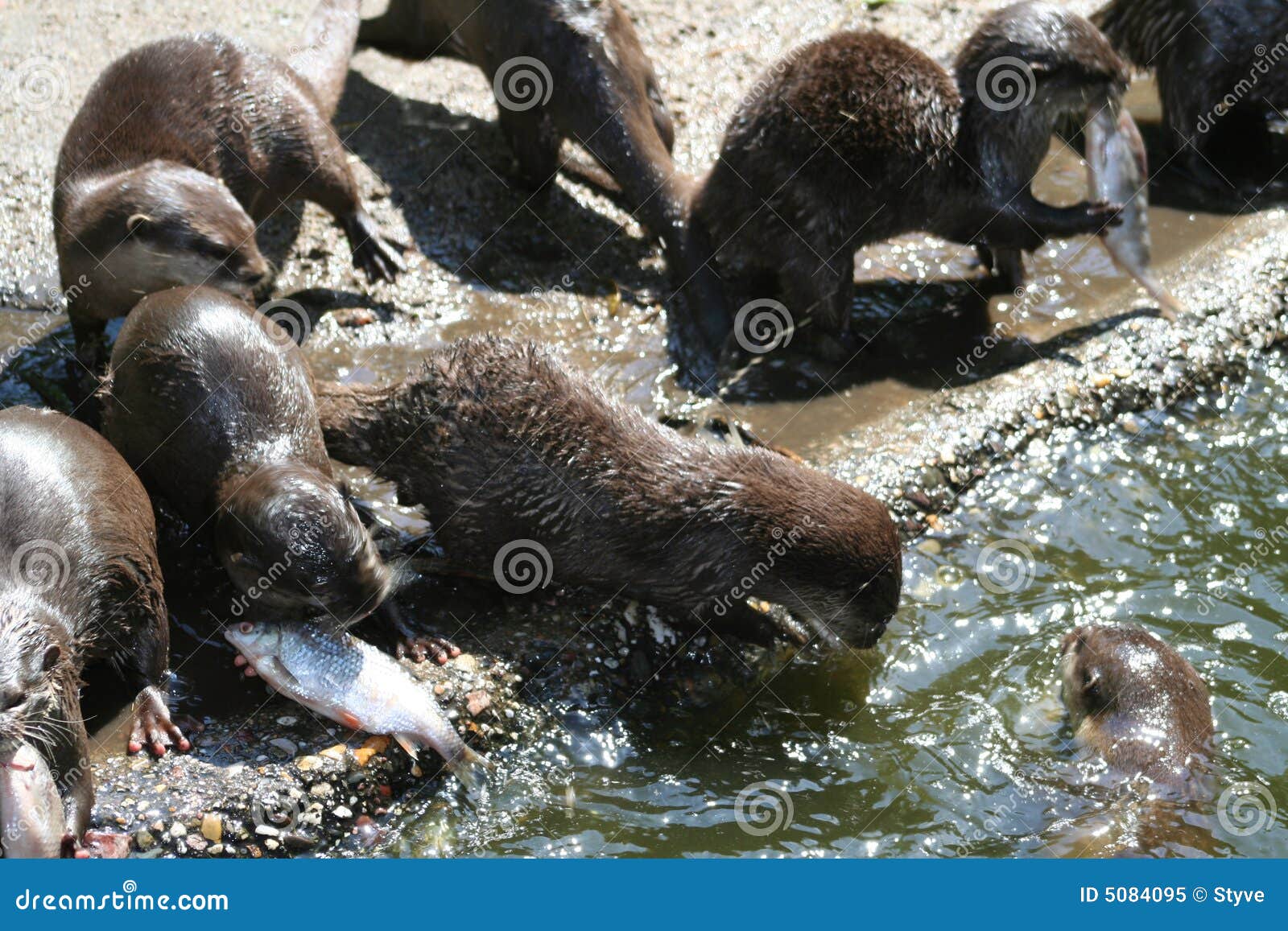 Fish-otter stock image. Image of line, pups, waiting, family - 5084095