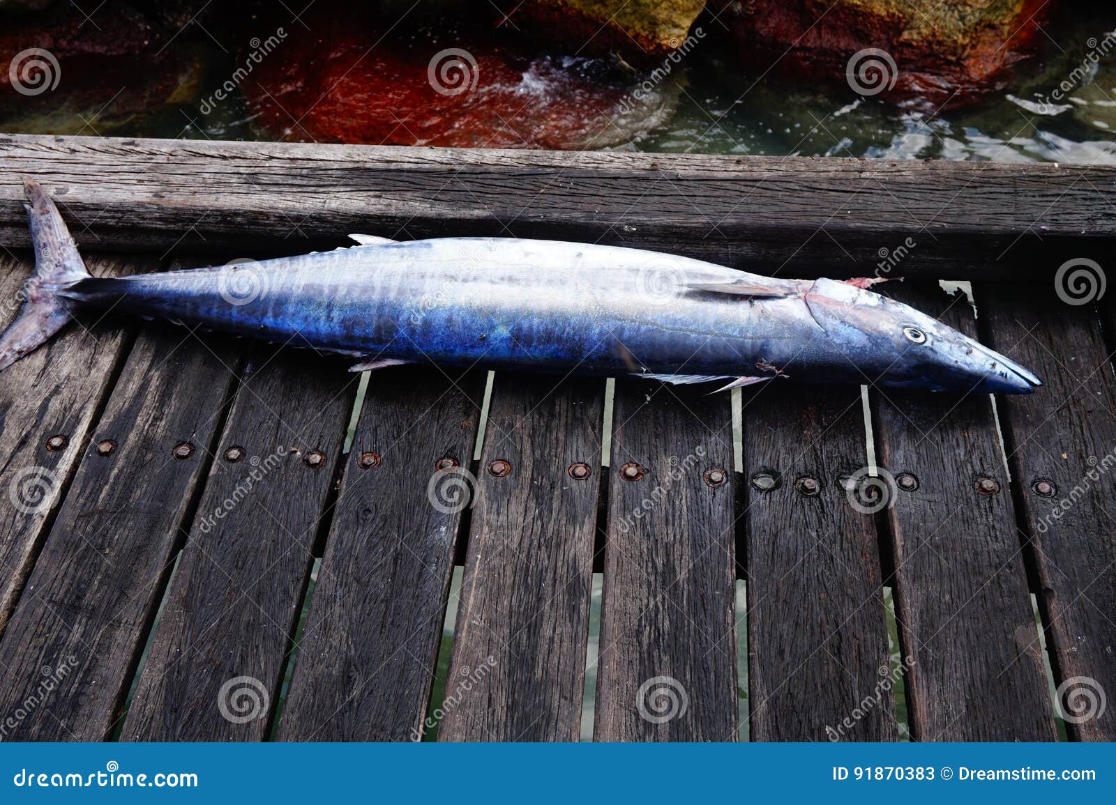 Fish out of the sea stock image. Image of fish, life - 91870383