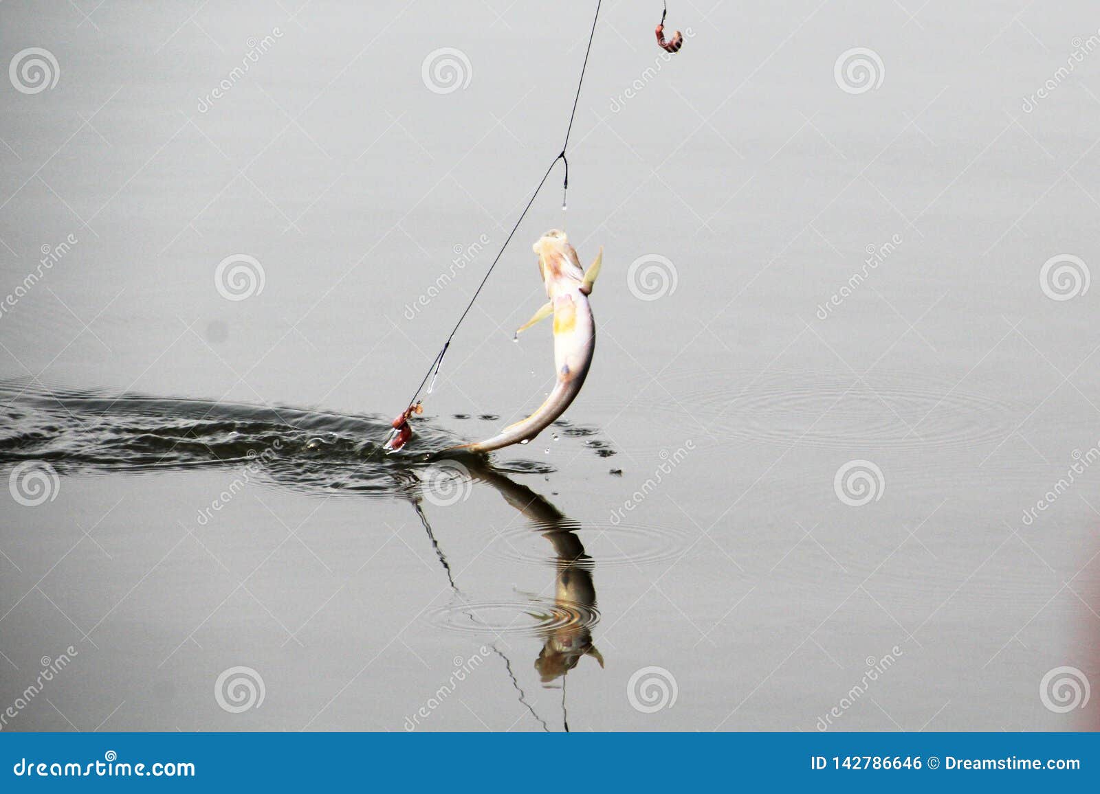 Fish out of water stock photo. Image of reflection, fish - 142786646