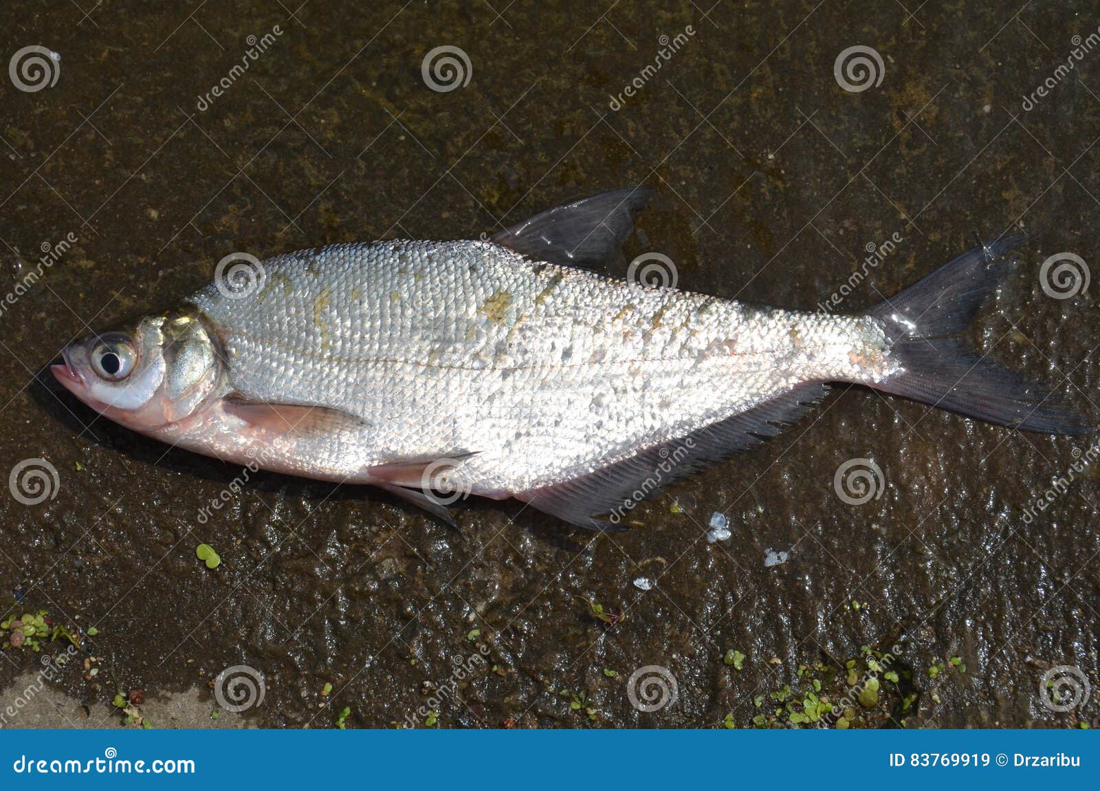 Fish out of water stock image. Image of lake, shore, healthy - 83769919