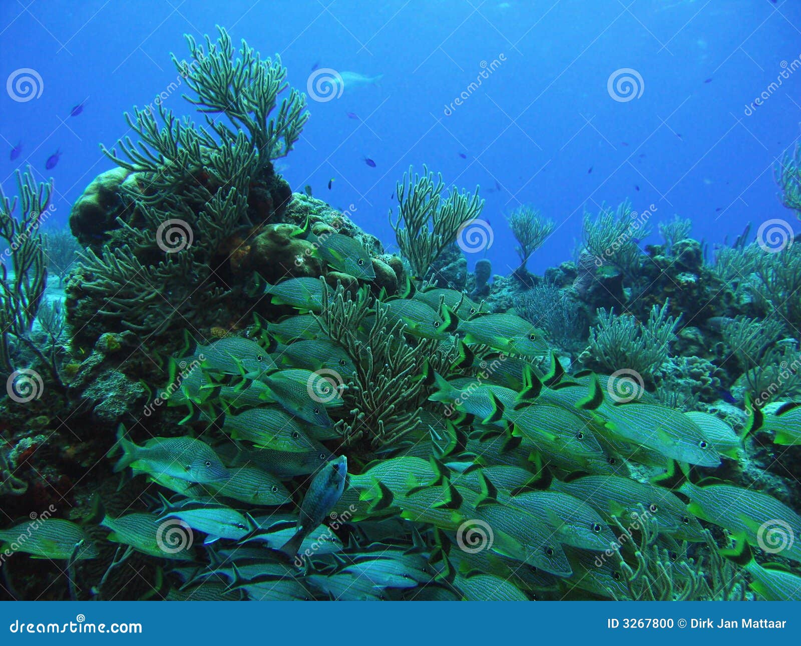 Fish over Coral reef stock photo. Image of ocean, reef - 3267800