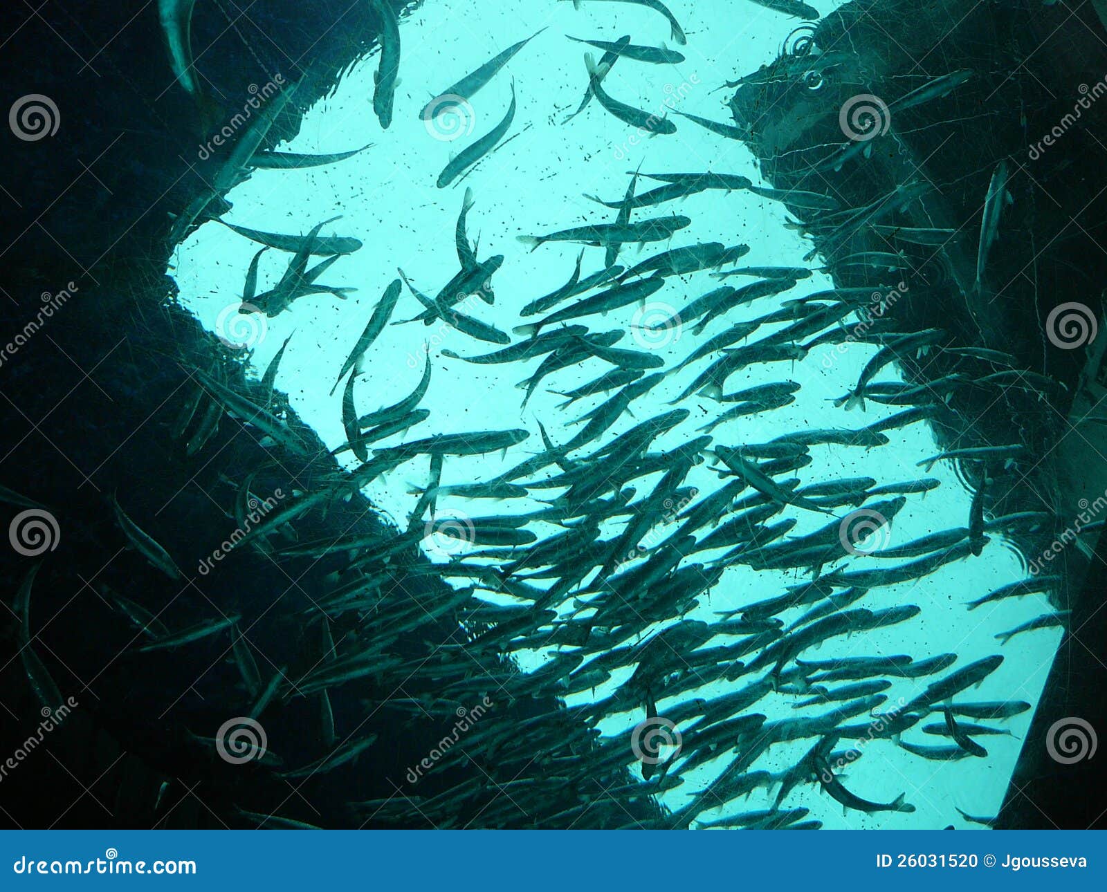 Fish Overhead stock photo. Image of life, blue, school - 26031520