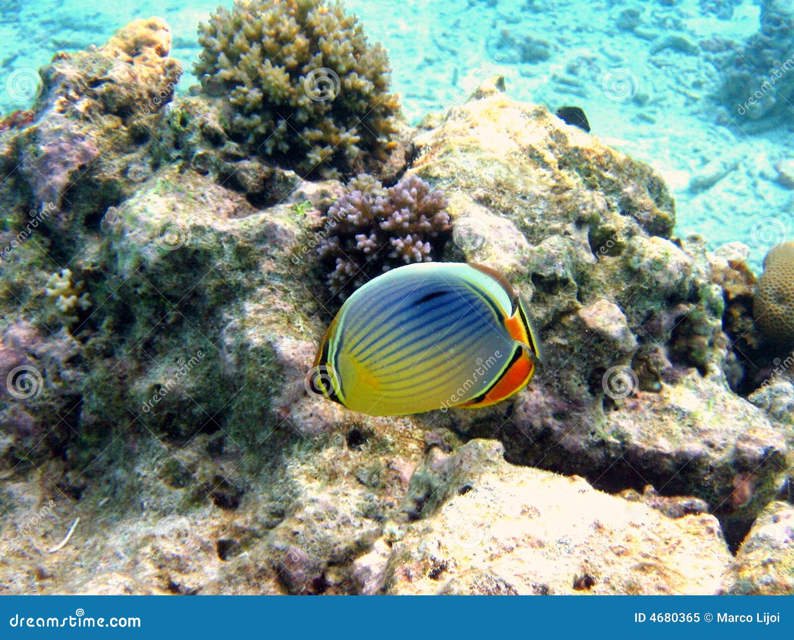 Fish : Pacific Red-Fin Butterfly Stock Image - Image of butterflyfish ...