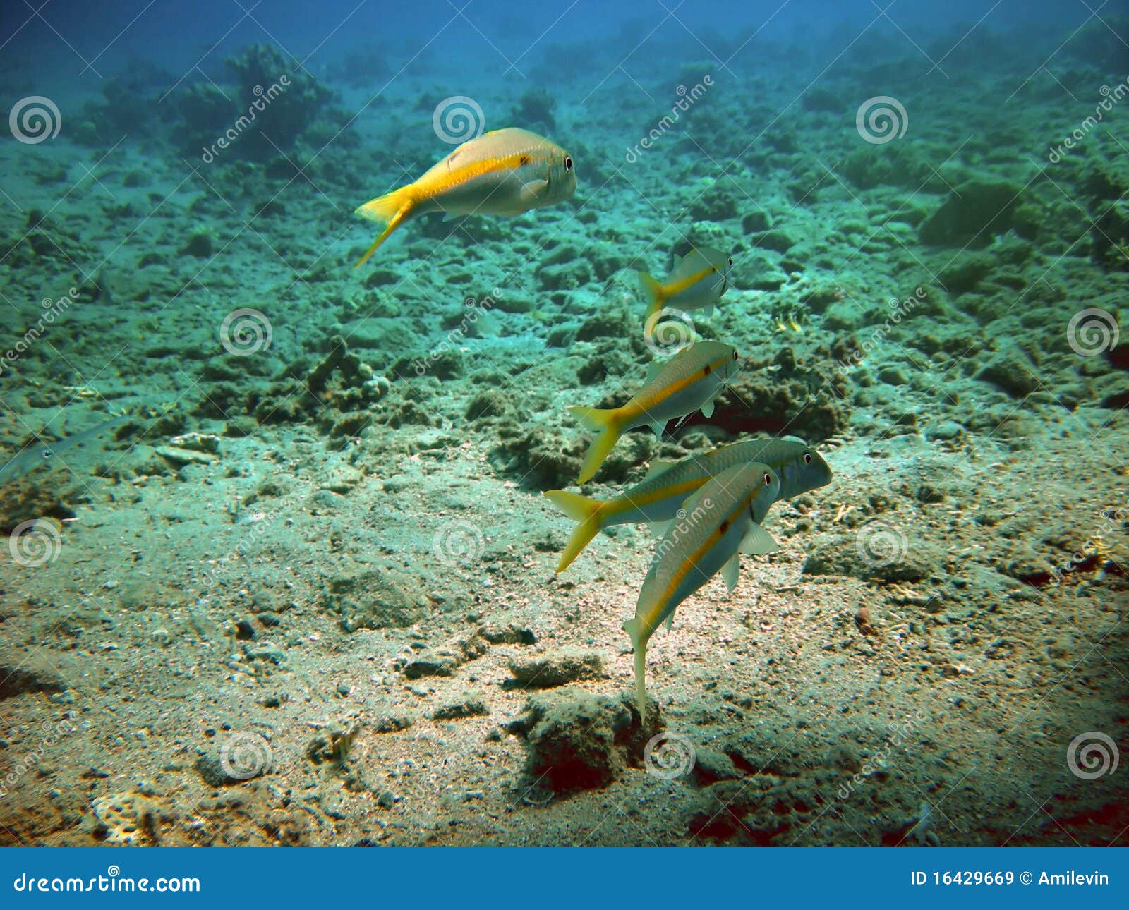 Fish Pack Picture. Image: 16429669