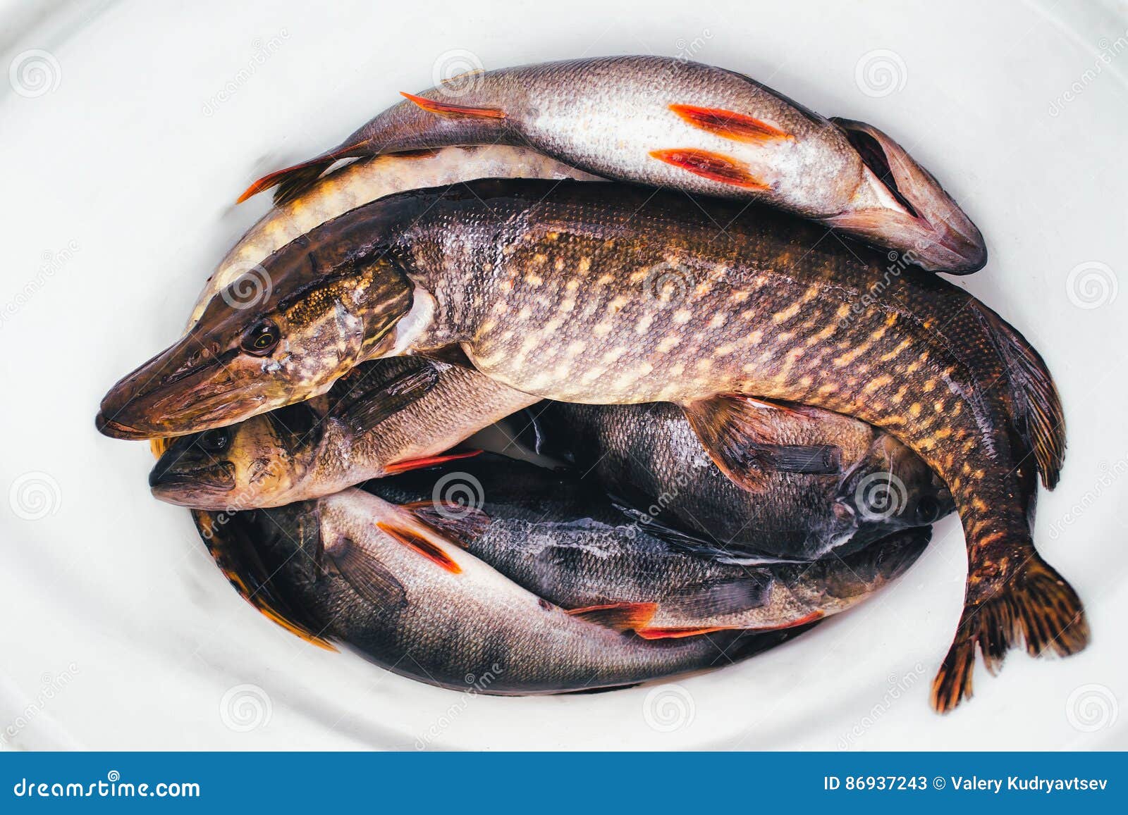Fish Pack stock image. Image of delicious, catch, capture - 86937243