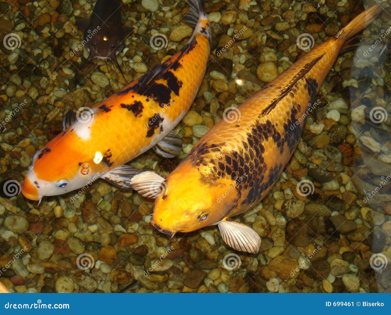 Fish pals stock image. Image of pollution, orange, ambient - 699461