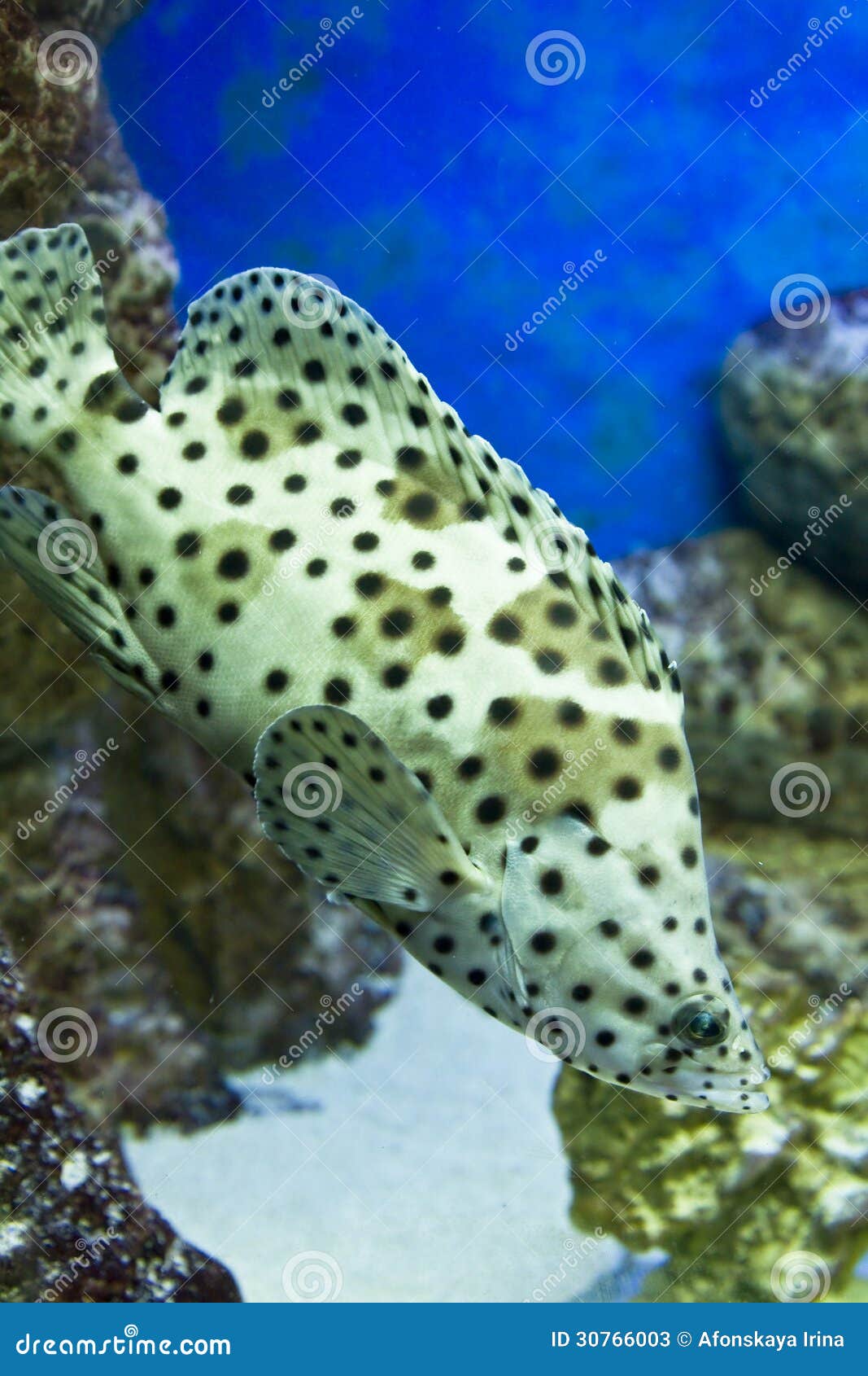 Fish Panther grouper stock image. Image of tropical, white - 30766003