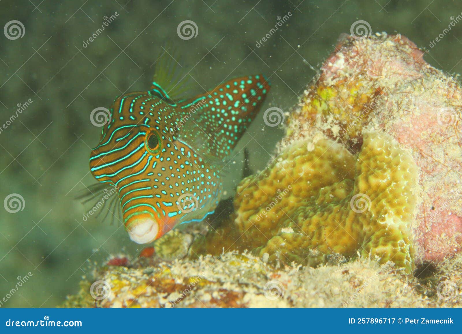 Fish - Papuan tobi stock image. Image of animal, environment - 257896717