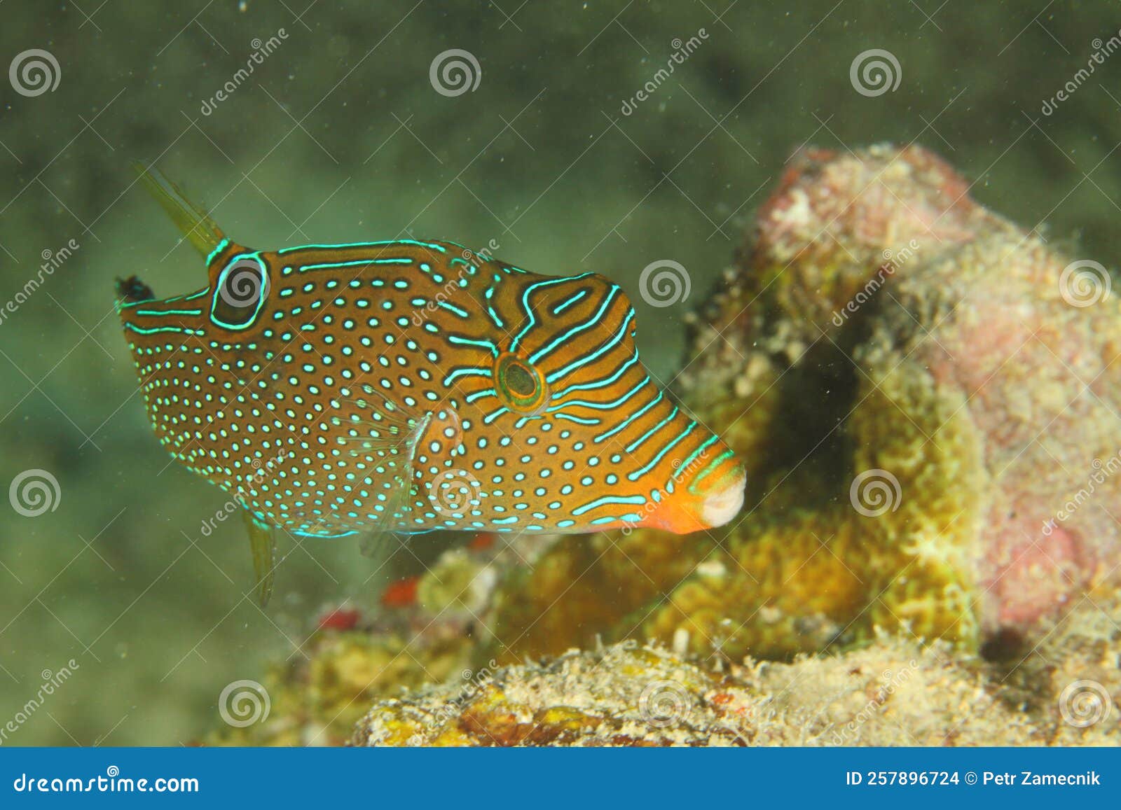Fish - Papuan tobi stock photo. Image of underwater - 257896724