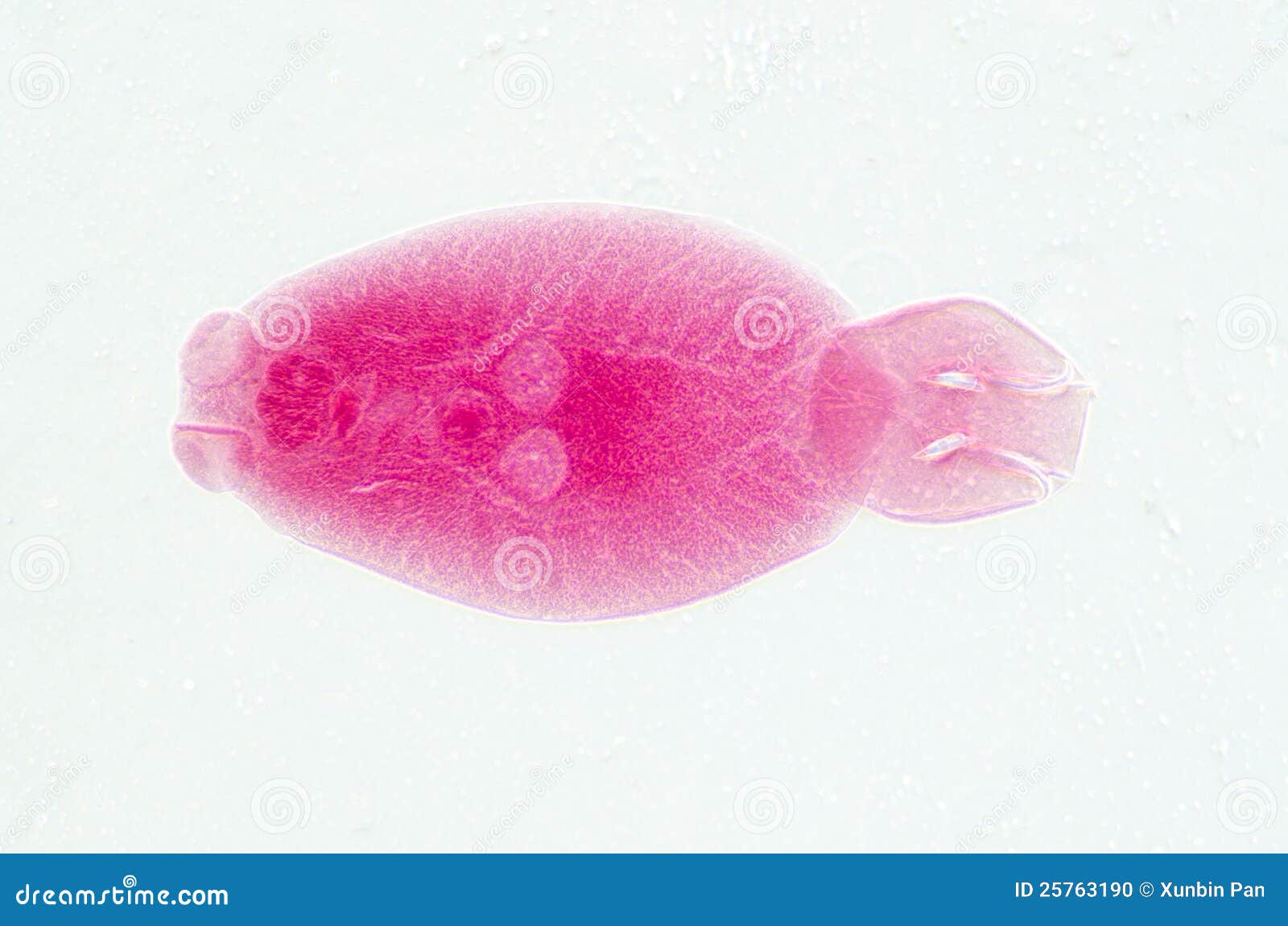 Parasite ! Stock Photography | CartoonDealer.com #10705970