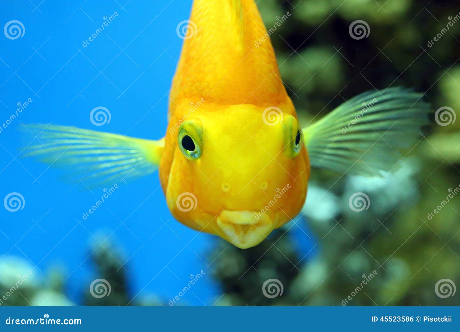 Fish parrot stock photo. Image of love, underwater, close - 45523586