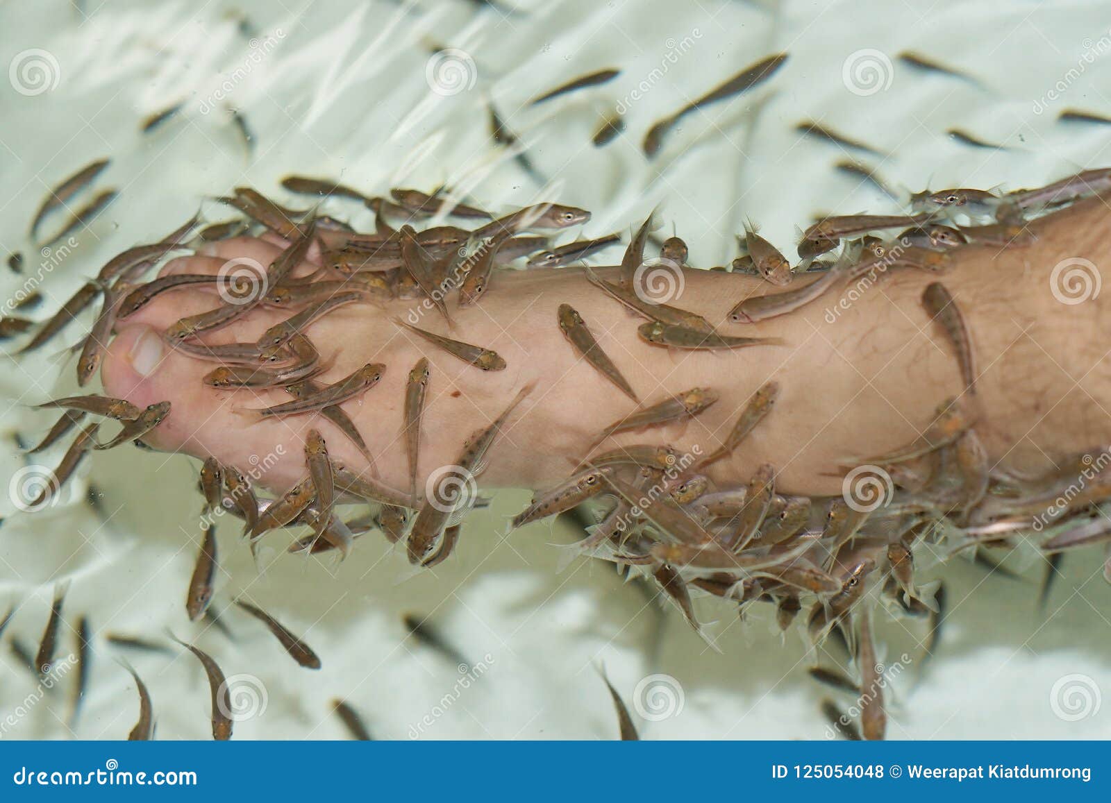 Fish Pedicure Spa Treatment Stock Photo - Image of eating, alternative ...