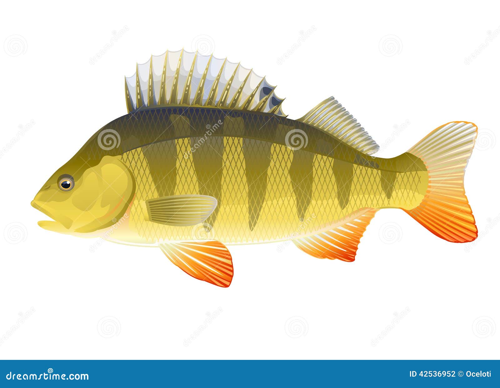 Fish perch stock vector. Illustration of fishing, swimming - 42536952