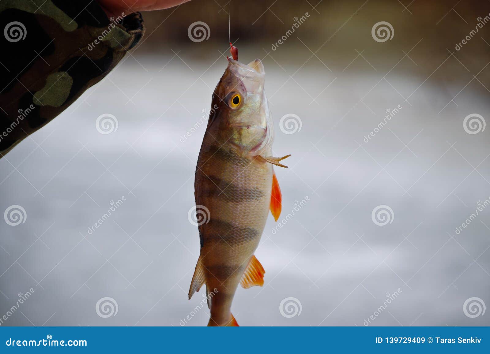 Fish Perch Caught Tackle in Hand Stock Image - Image of angler ...