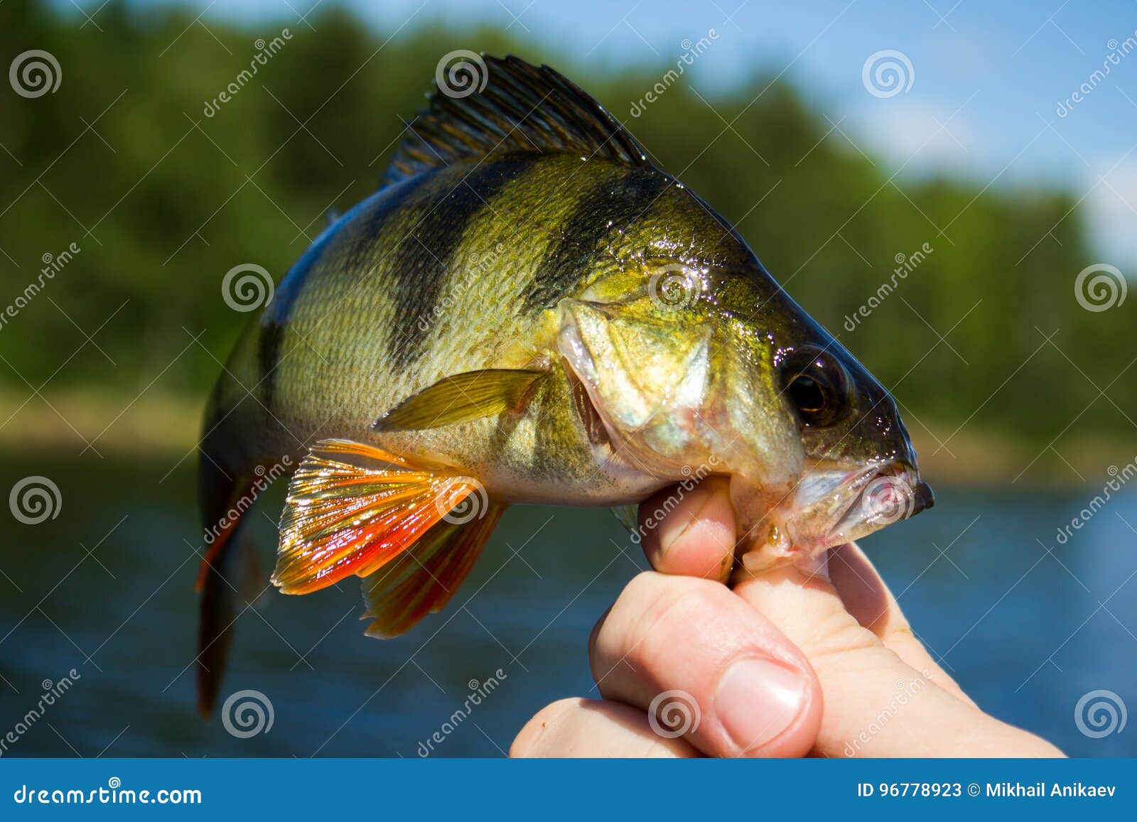 Fish Perch in the Hand of Angler Stock Image - Image of fisher, fish ...
