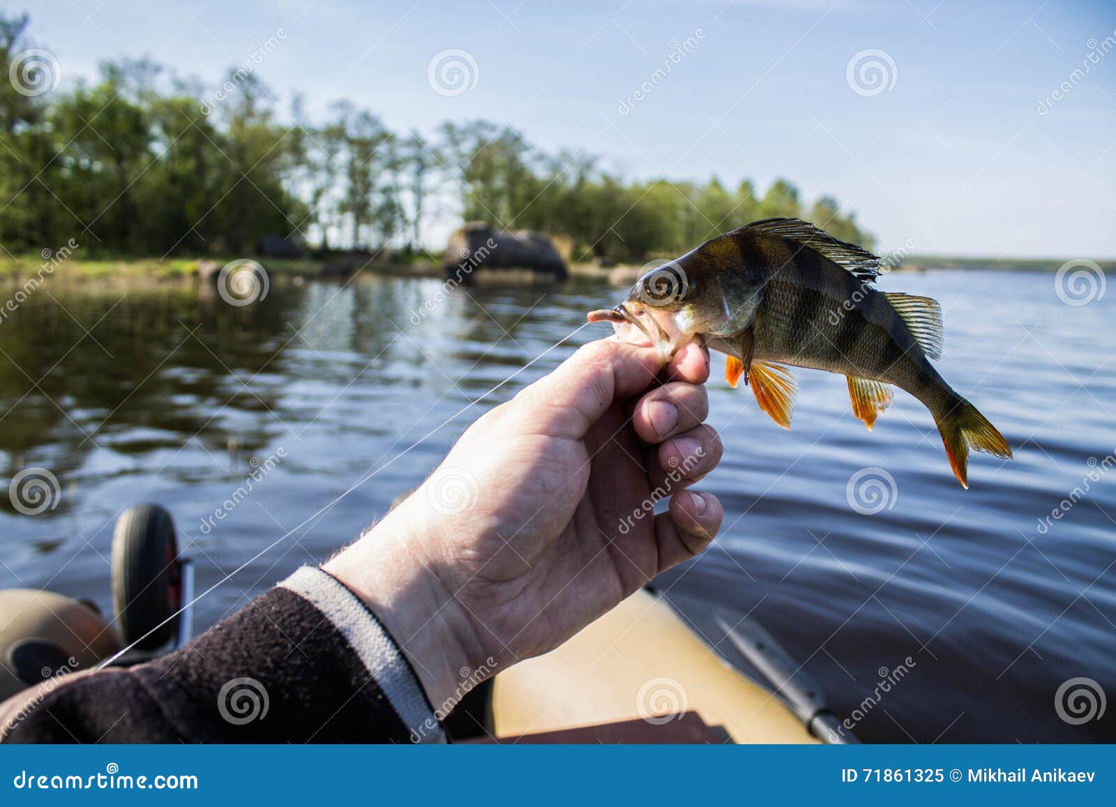 Fish Perch in the Hand of Angler Stock Image - Image of fishing, nature ...