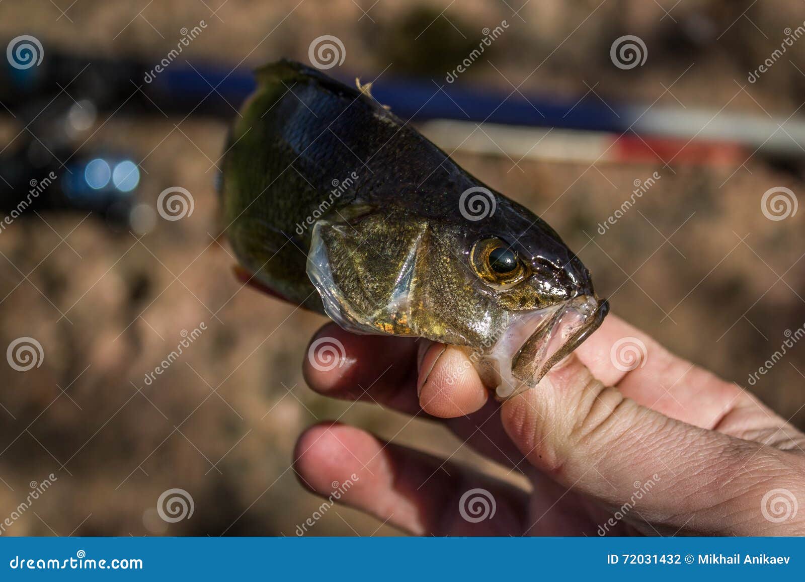 Fish Perch in the Hand of Angler Stock Photo - Image of worm, hand ...