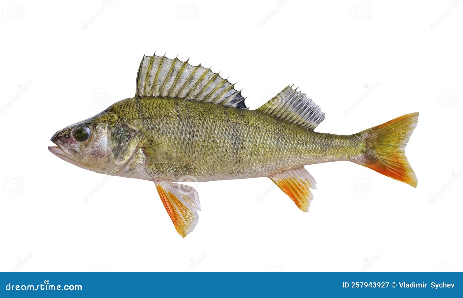 Fish Perch, Isolated on a White Background. Stock Image - Image of fish ...