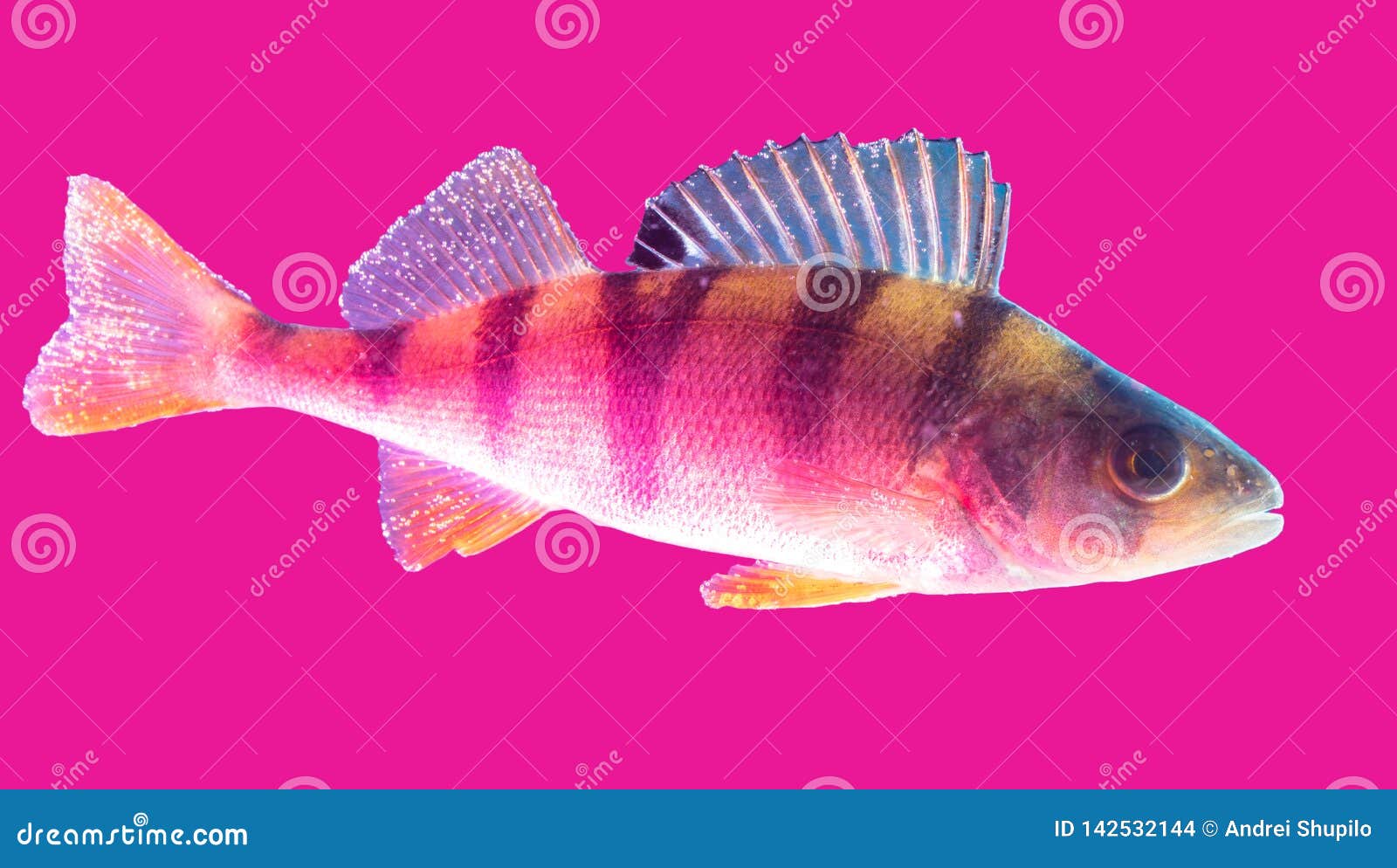 Fish perch in pink color stock photo. Image of perch - 142532144