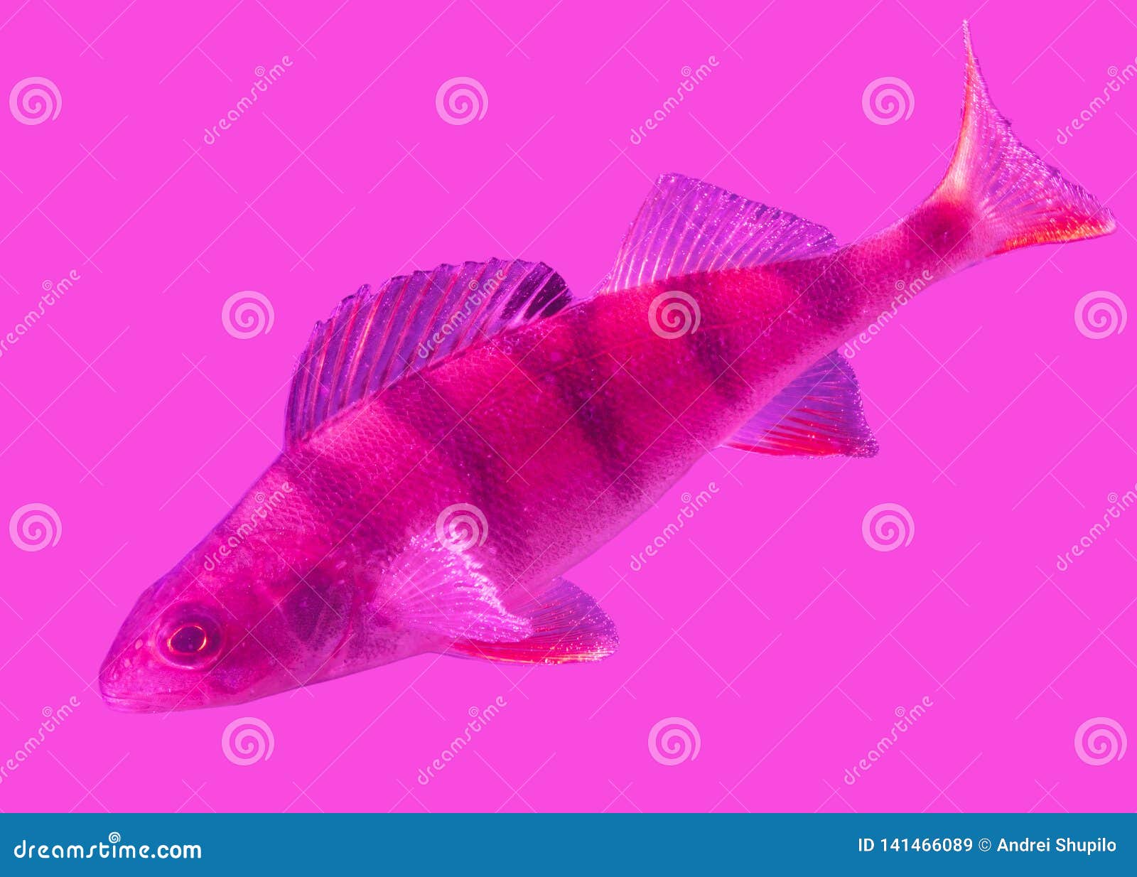 Fish perch in pink color stock image. Image of color - 141466089